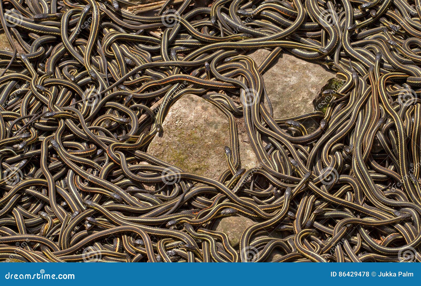 Het Rode Opgeruimde Kousebandslangen Koppelen Stock Foto - Image of ...