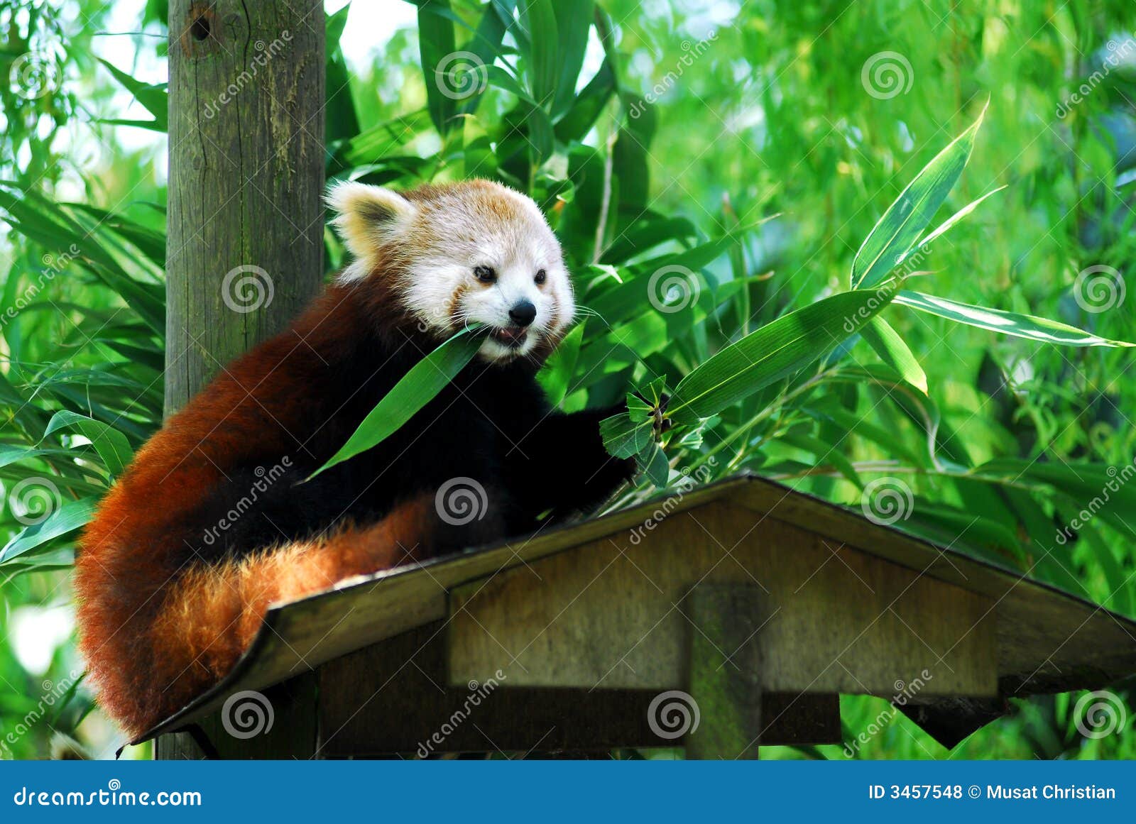 Het rode panda eten stock foto. Image of zoogdier, uitsterven - 3457548