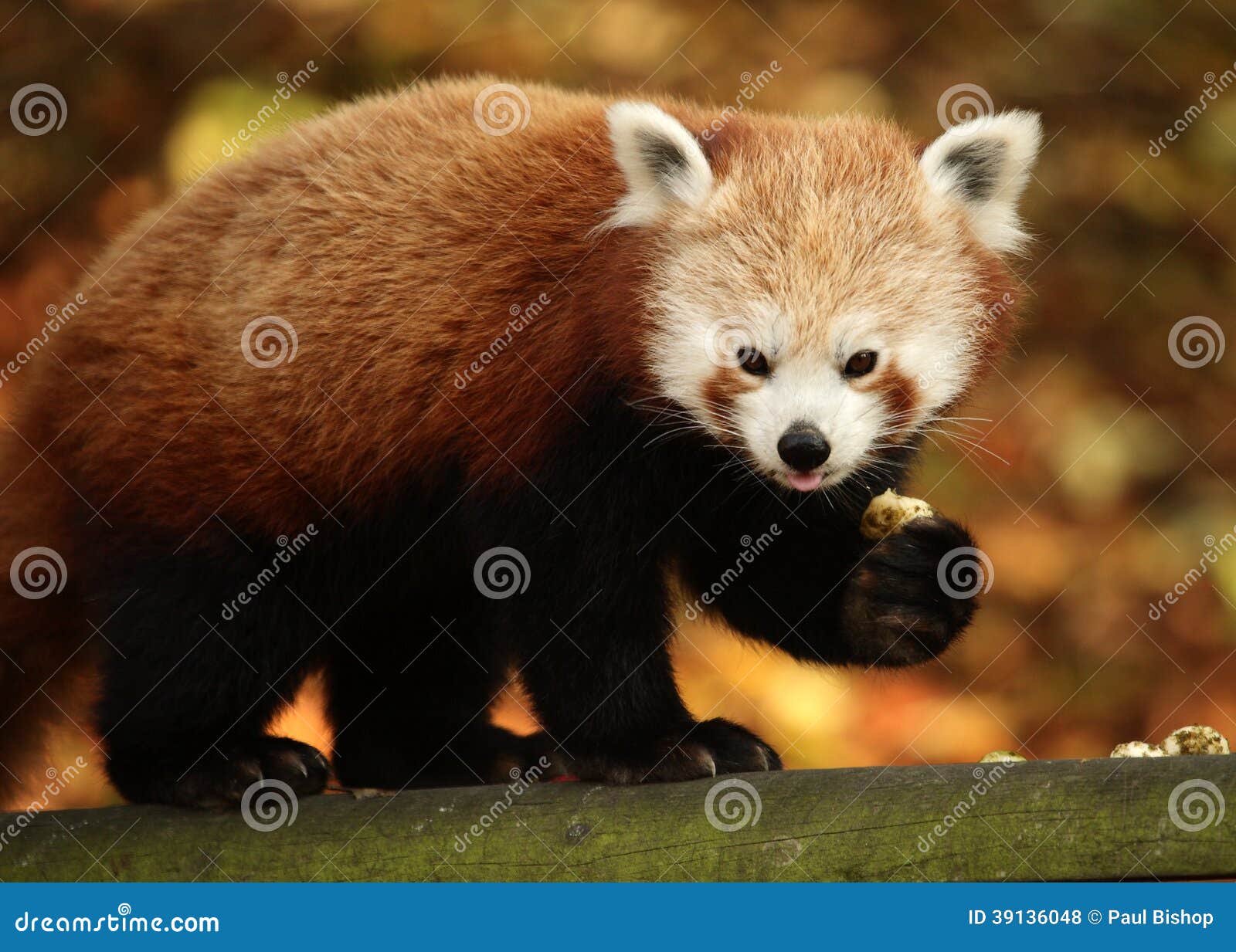 Het rode panda eten stock foto. Image of panda, leuk - 39136048