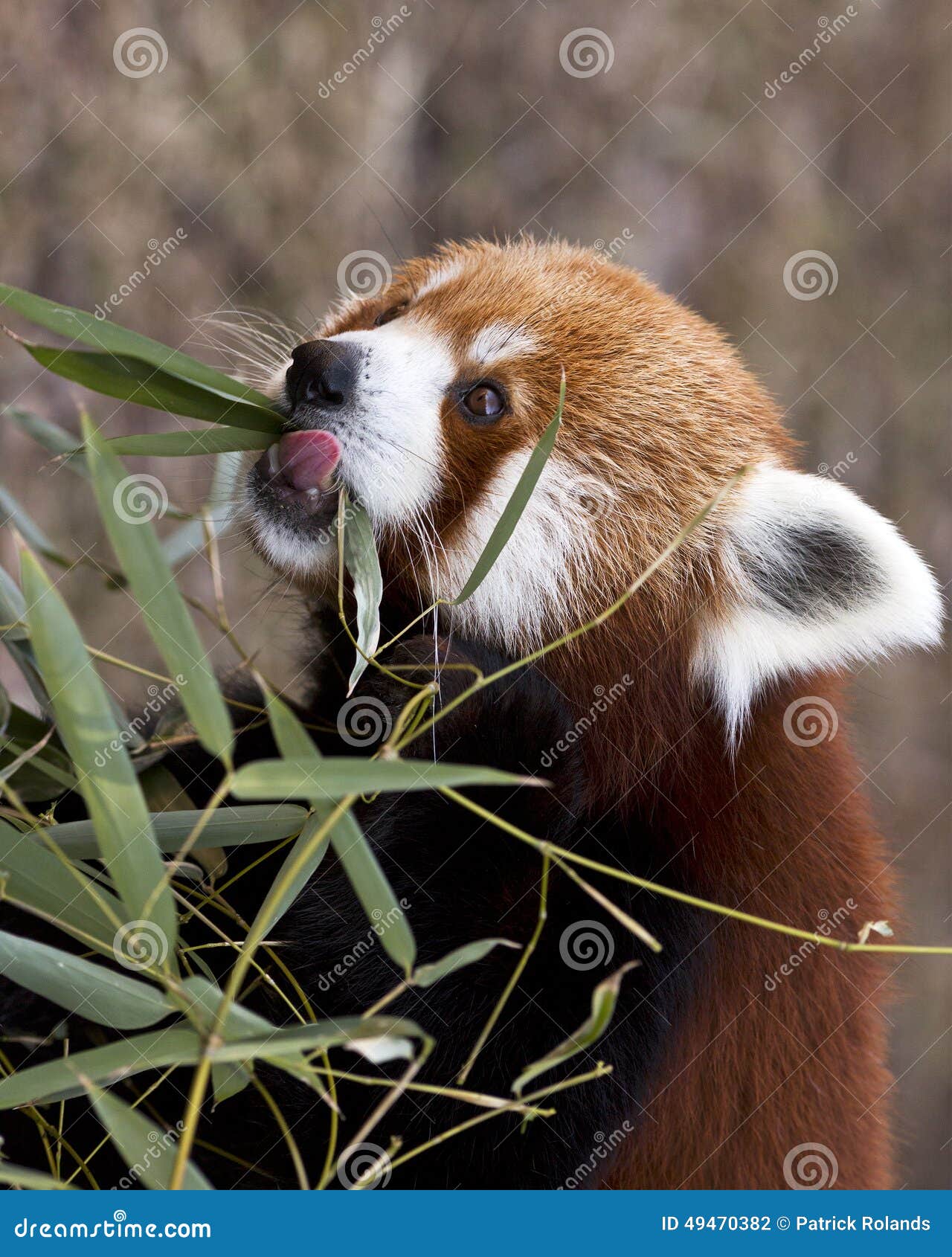 Het rode panda eten stock foto. Image of klimmen, gezicht - 49470382