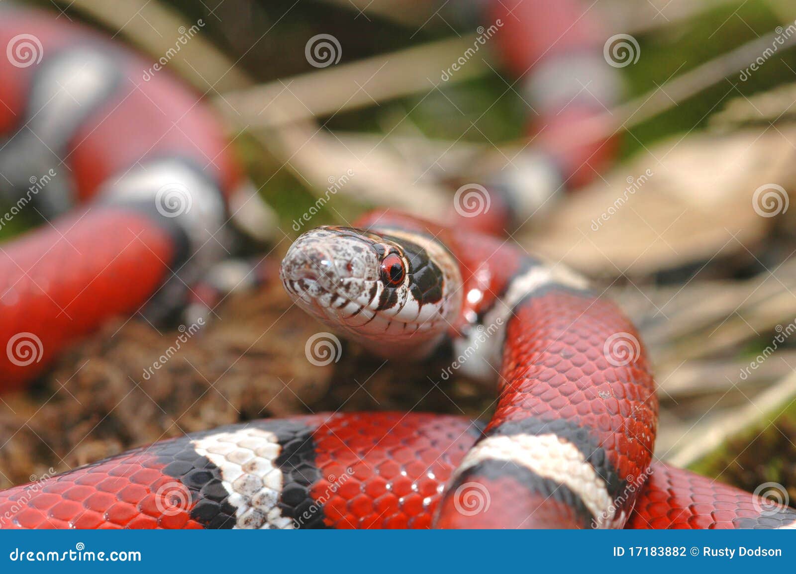 Het Rode Portret Van De Slang Van De Melk Stock Foto - Image of ...