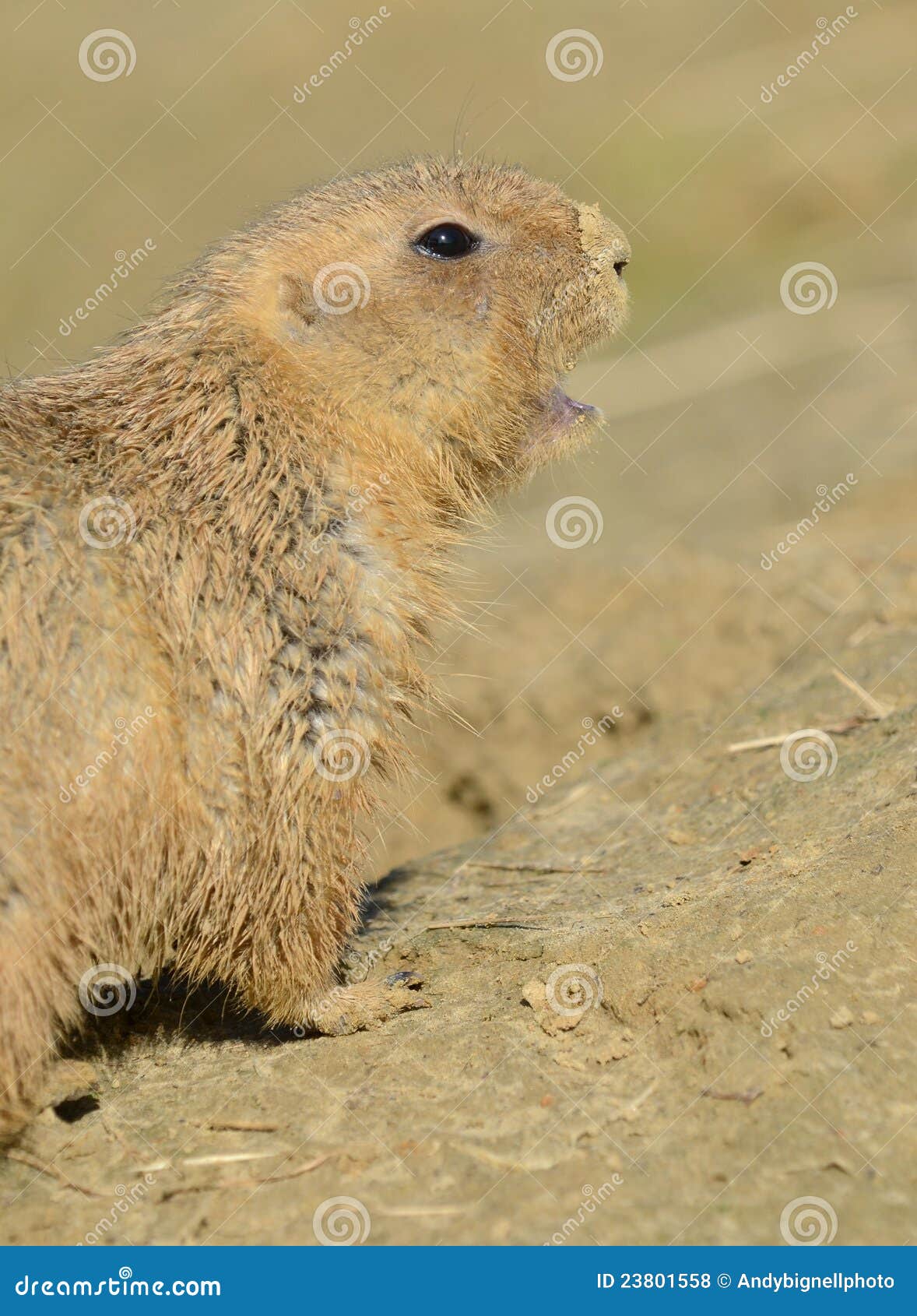 Het Roepen Van De Prairiehond Stock Foto - Image of amerikaans, amerika ...