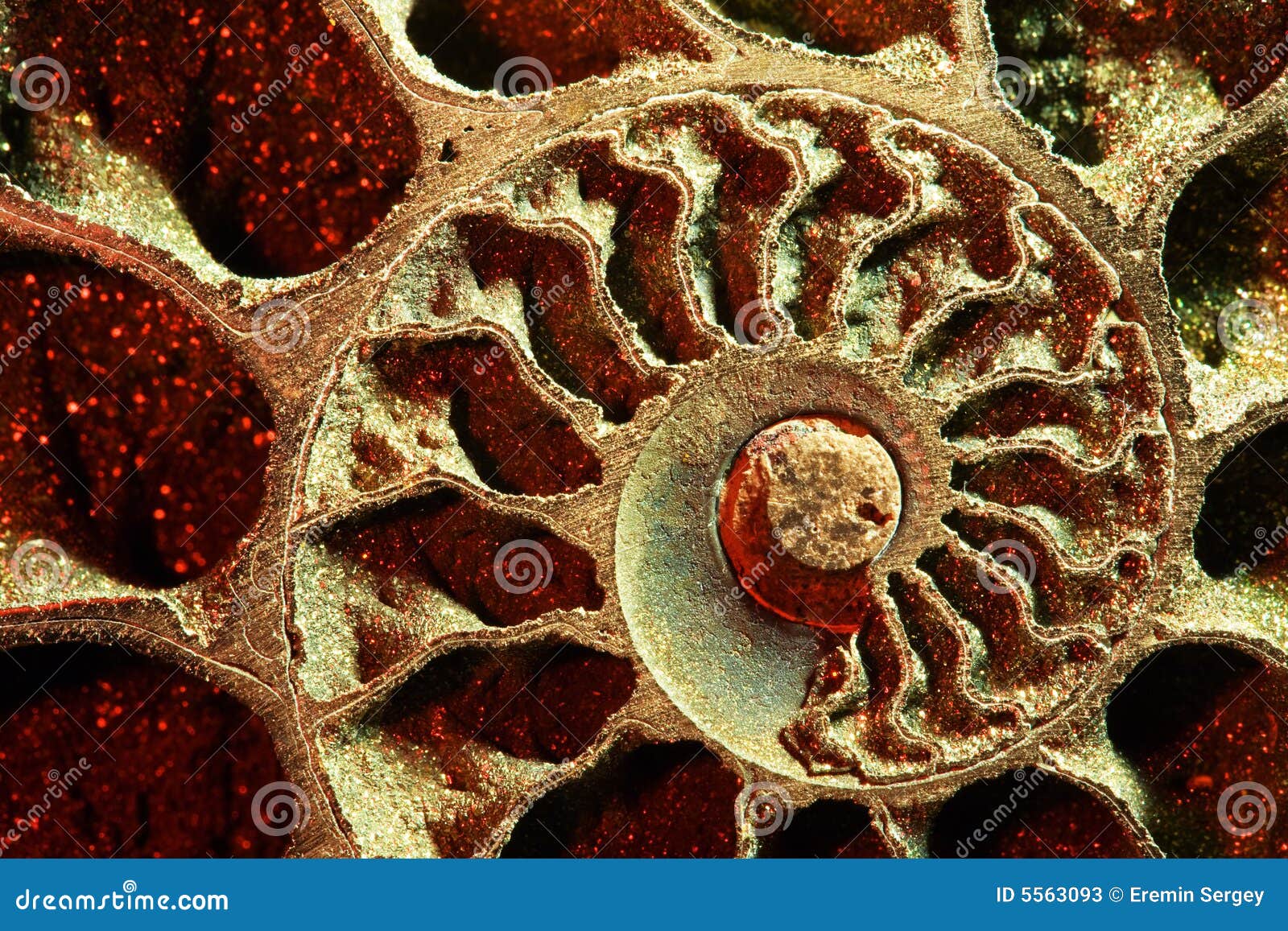 Het Rood Van De Ammoniet, Macro Stock Afbeelding - Image of sluit ...