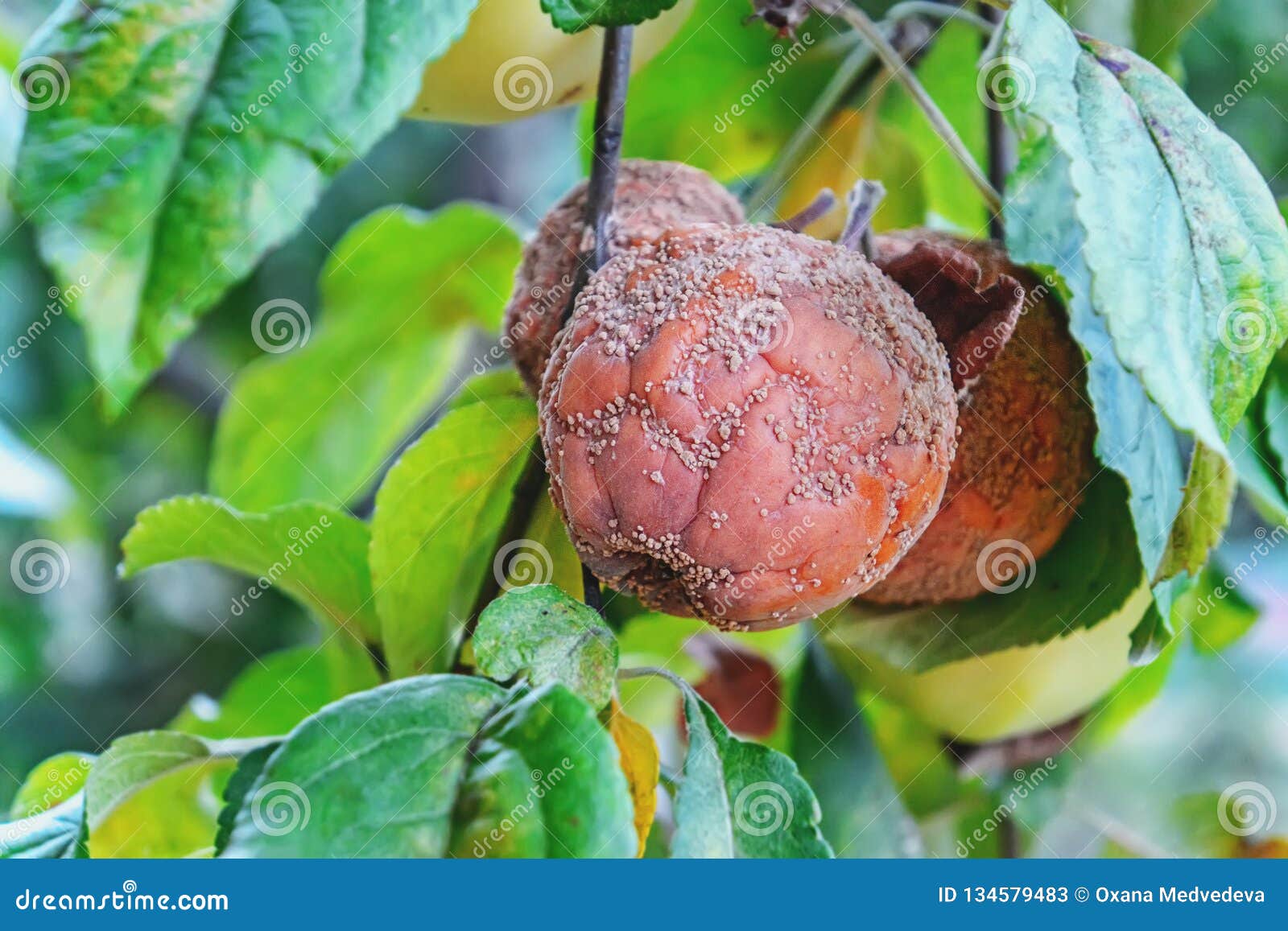 Het Rotte Appel Hangen Op Appel, Monilioz Appel Stock Afbeelding ...