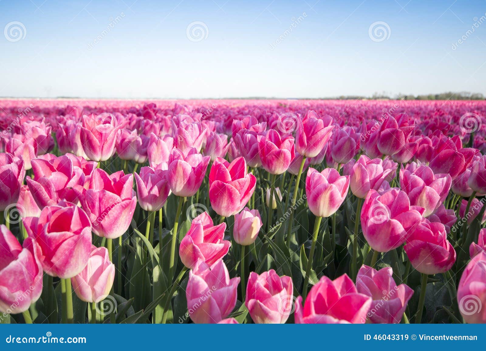 Het Roze Gebied Van De Tulp Stock Afbeelding - Image of europa ...