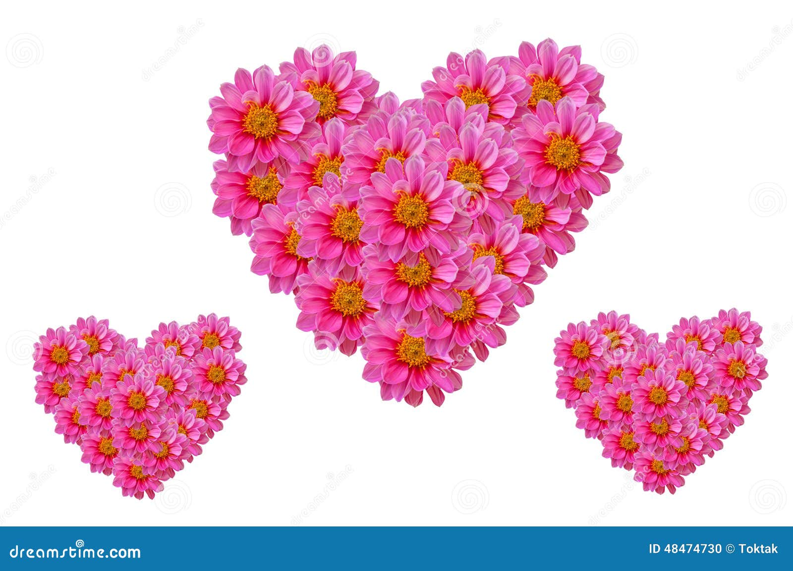 Het Roze Hart Van Dahiliabloemen Stock Illustratie - Illustration of ...