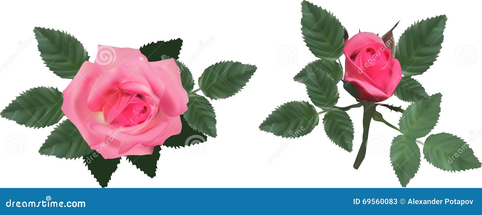 Het Roze Isoleerde Twee Rozen Met Bladeren Vector Illustratie ...