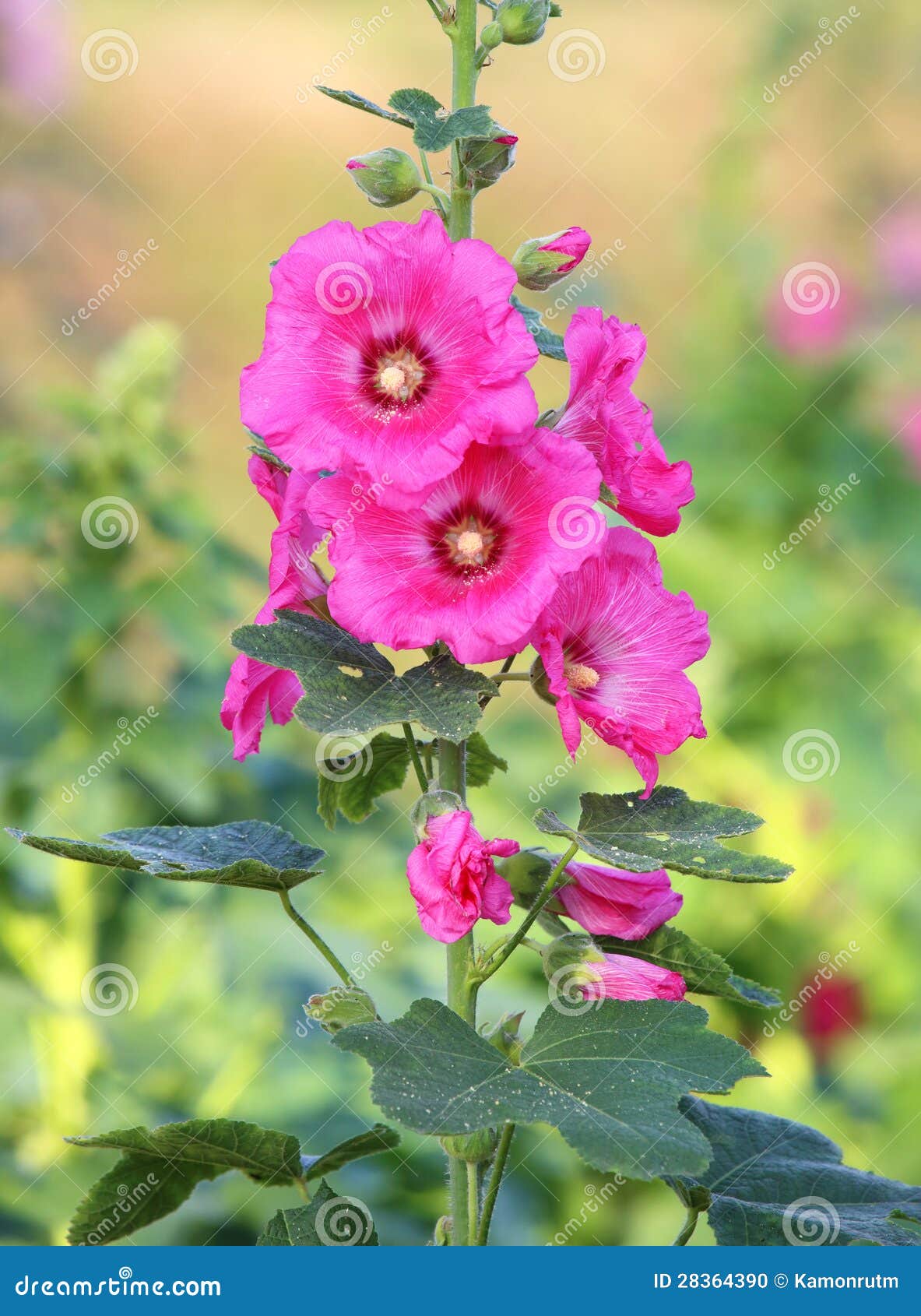 Het roze stokrozen bloeien stock foto. Image of bloeien - 28364390