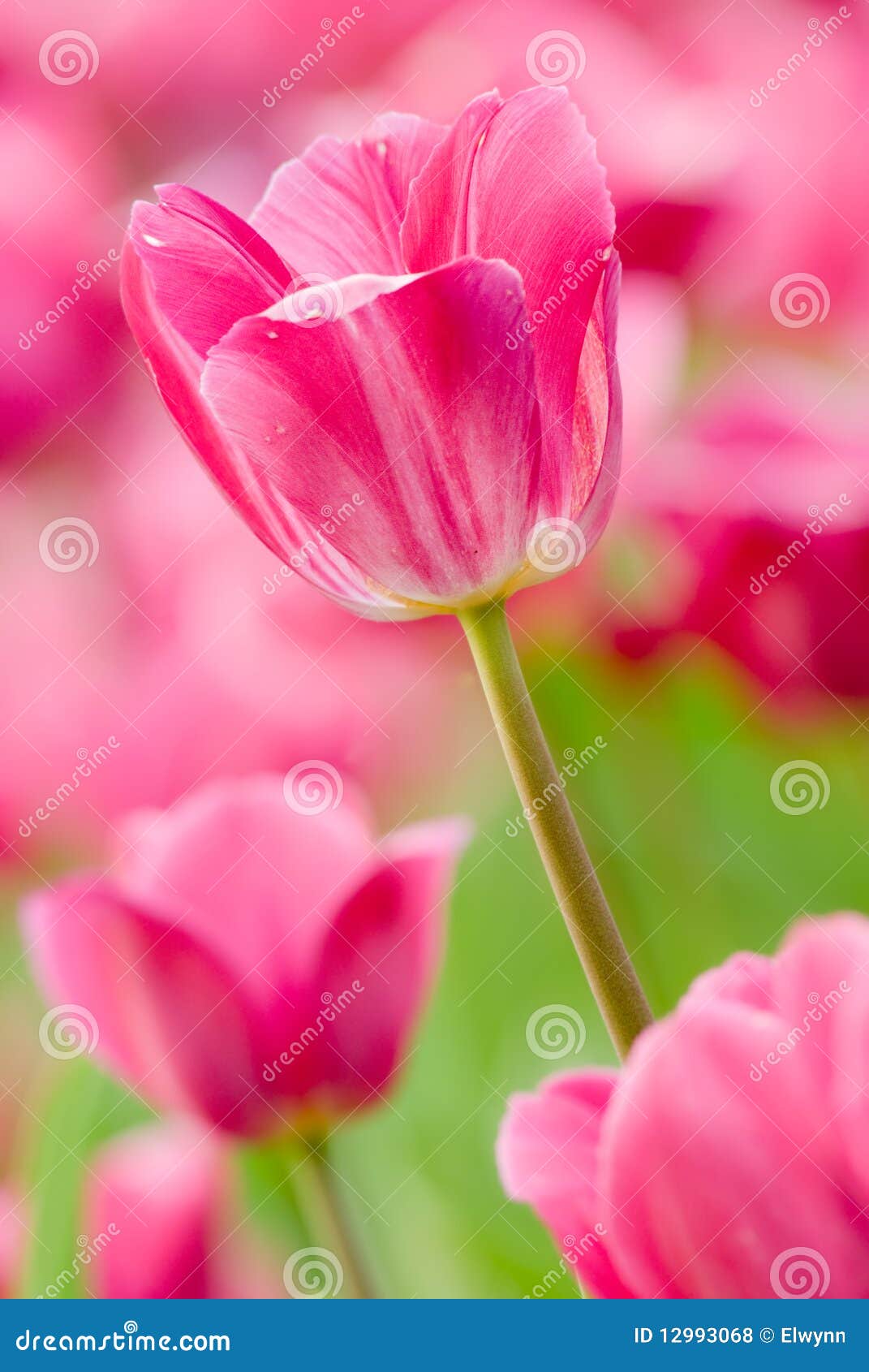 Het roze van de tulp stock foto. Image of rust, verleidelijk - 12993068