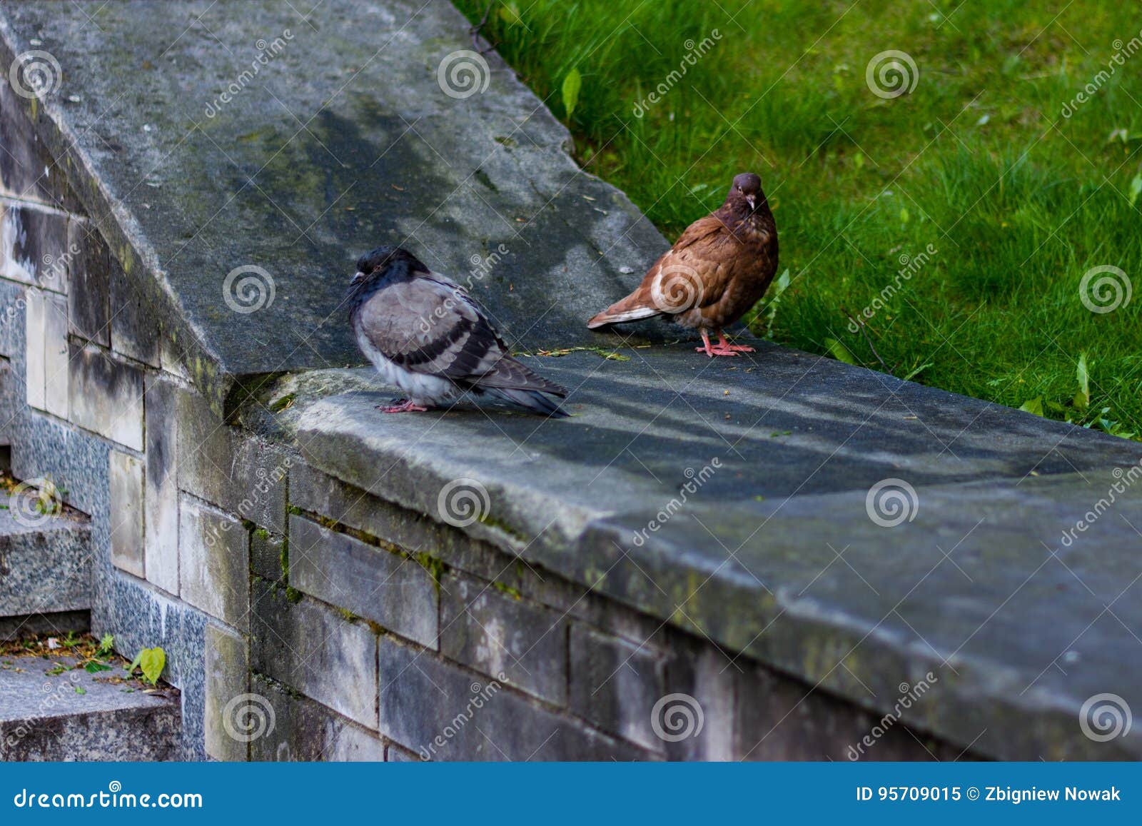 Het Rusten Duiven Op De Muur Van Treden Stock Afbeelding - Image of ...