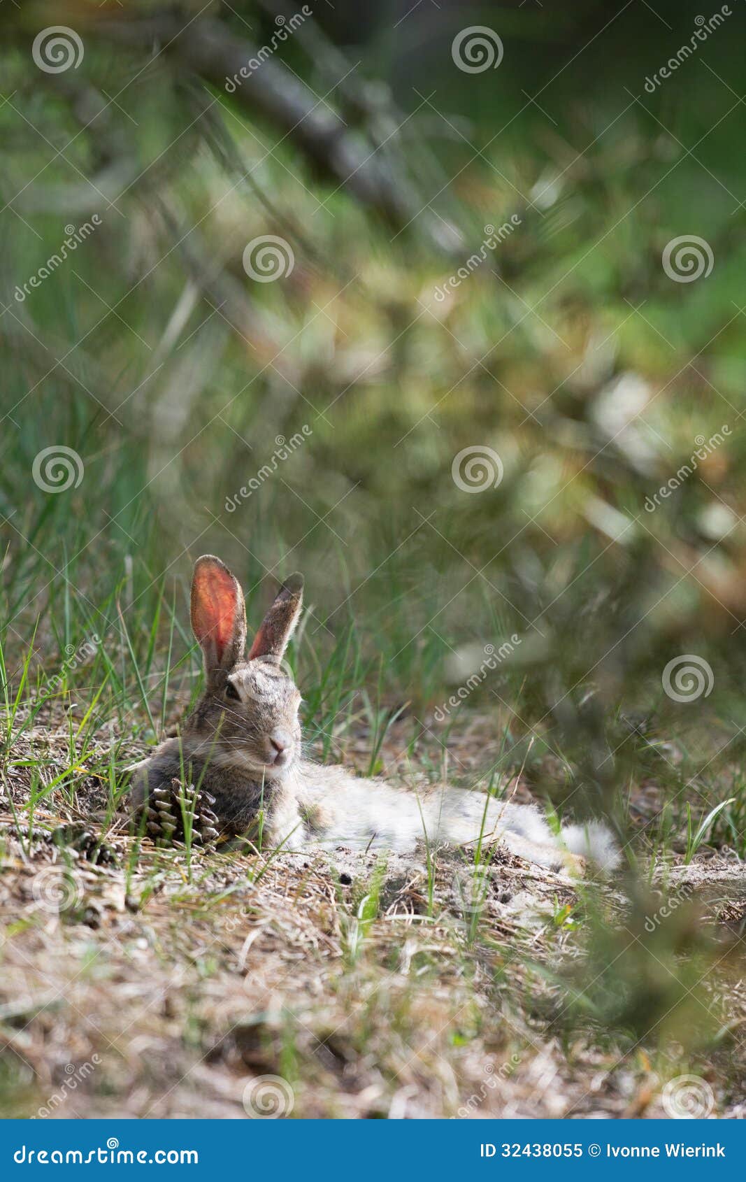 Het rusten hazen in duinen stock afbeelding. Image of lepus - 32438055