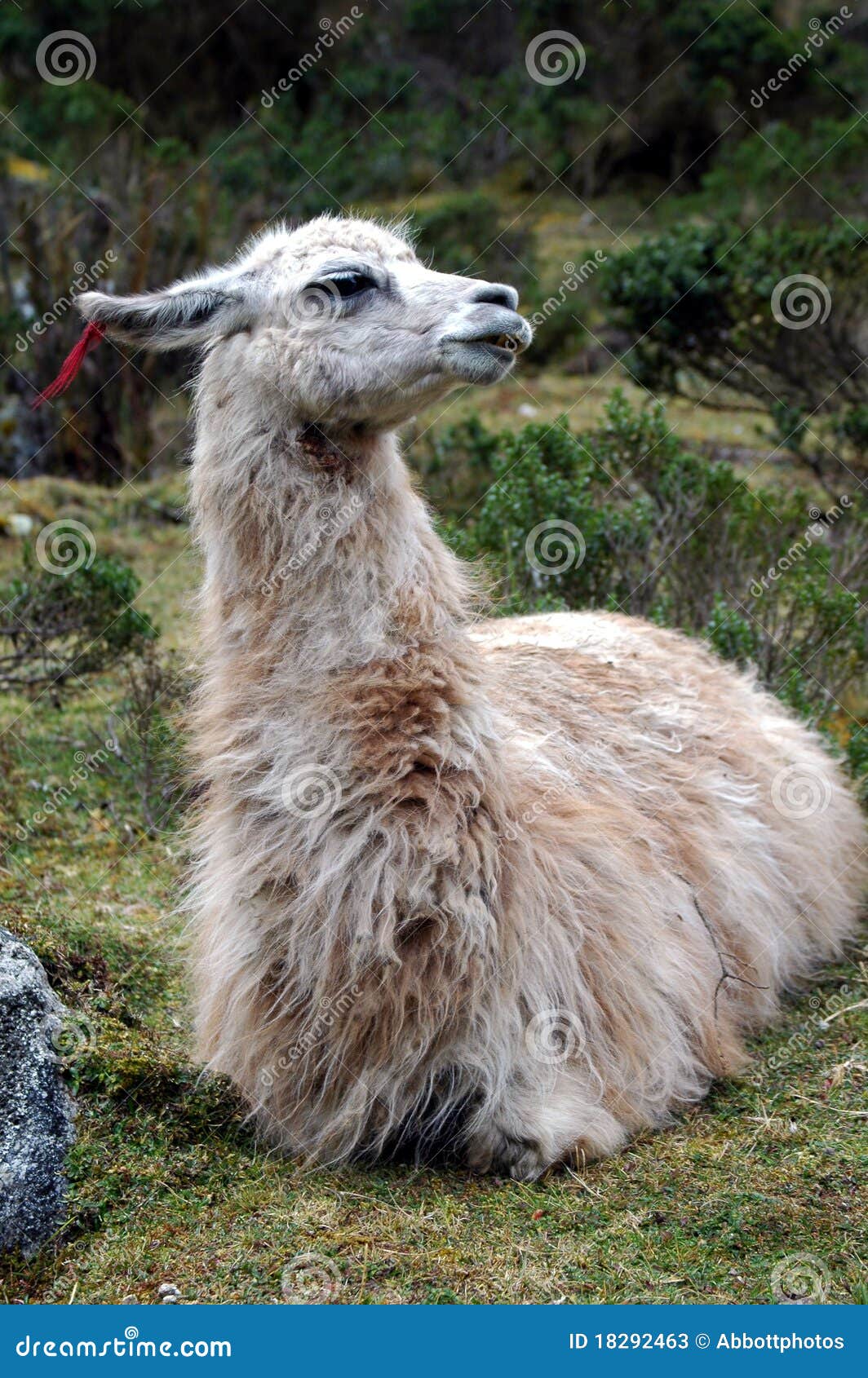 Het Rusten van de lama stock afbeelding. Image of struiken - 18292463