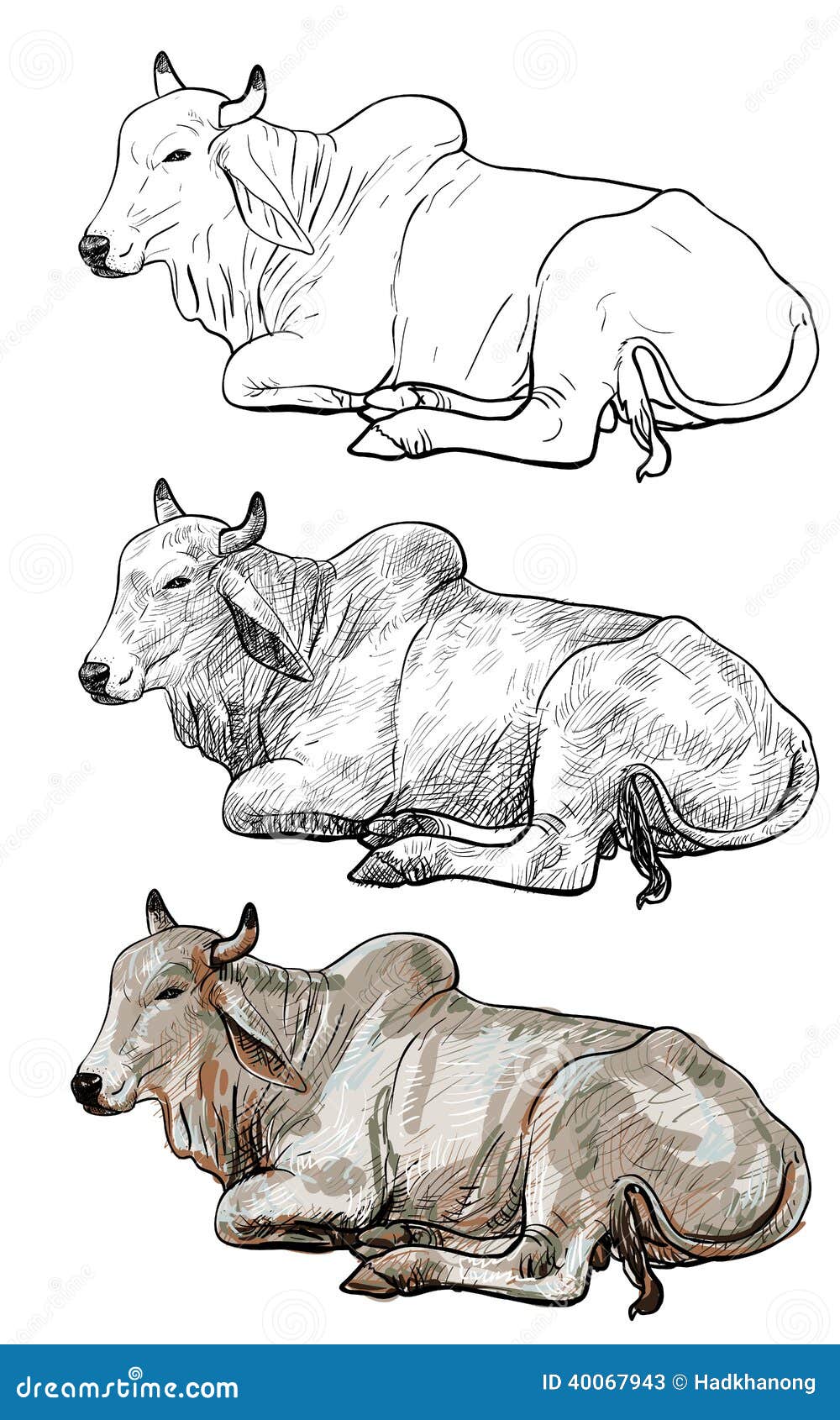 Het Rusten Witte Koe, Amerikaanse Brahmaan Vector Illustratie ...