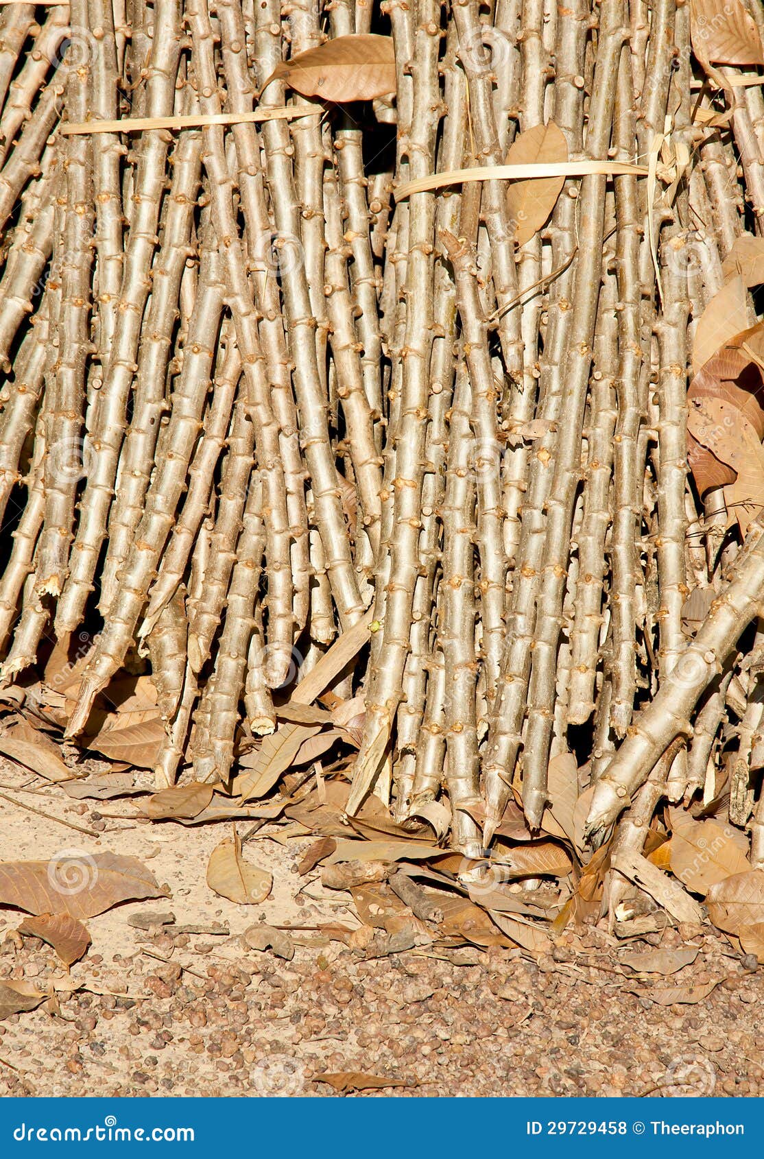 Boomstam van de boom. stock foto. Image of aarde, vormen - 29729458