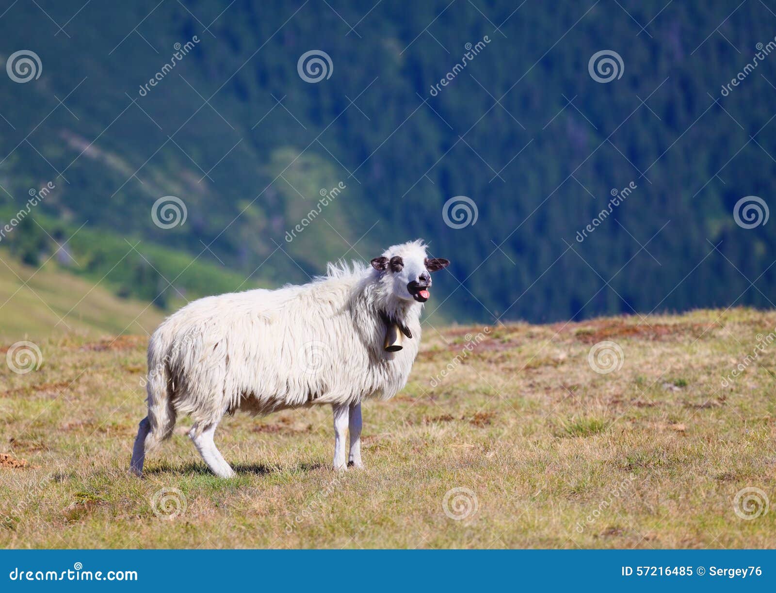 Het Schaap Blaat En Tonend Tong Stock Afbeelding - Image of dieren ...