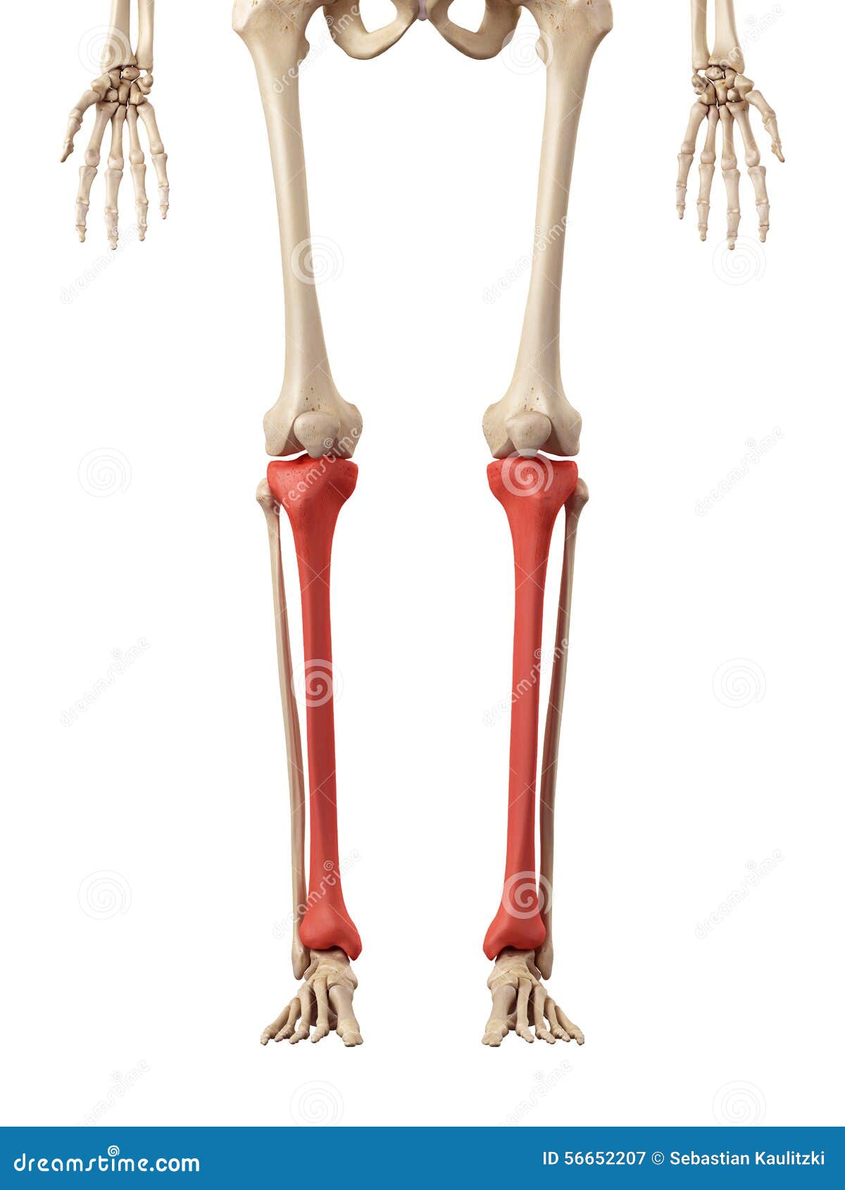 Het scheenbeen stock illustratie. Illustration of kunstwerk - 56652207