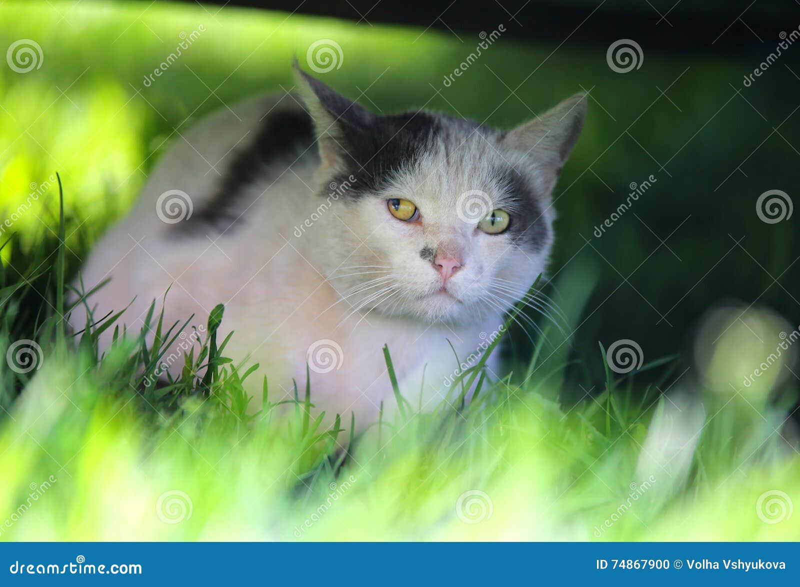 Het Schele Kat Openlucht Lopen Stock Foto - Image of ziekte, katje ...