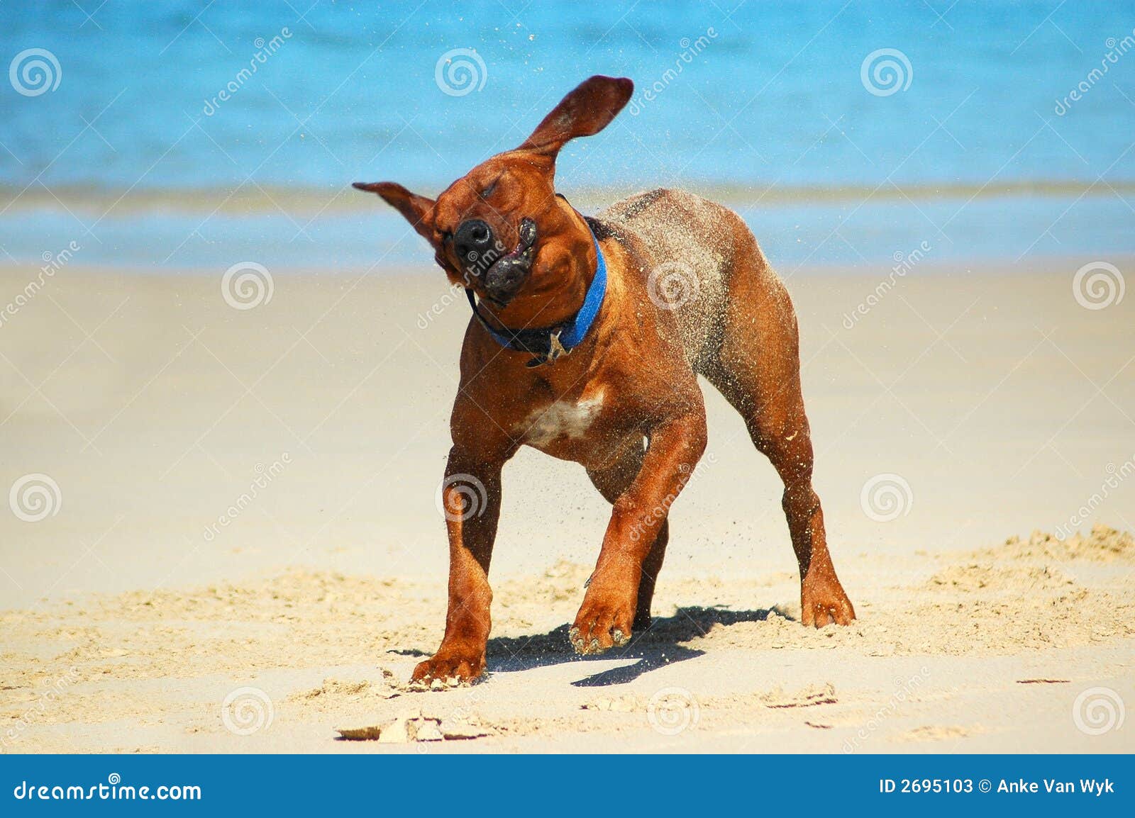 Het schudden van de hond stock afbeelding. Image of mooi - 2695103