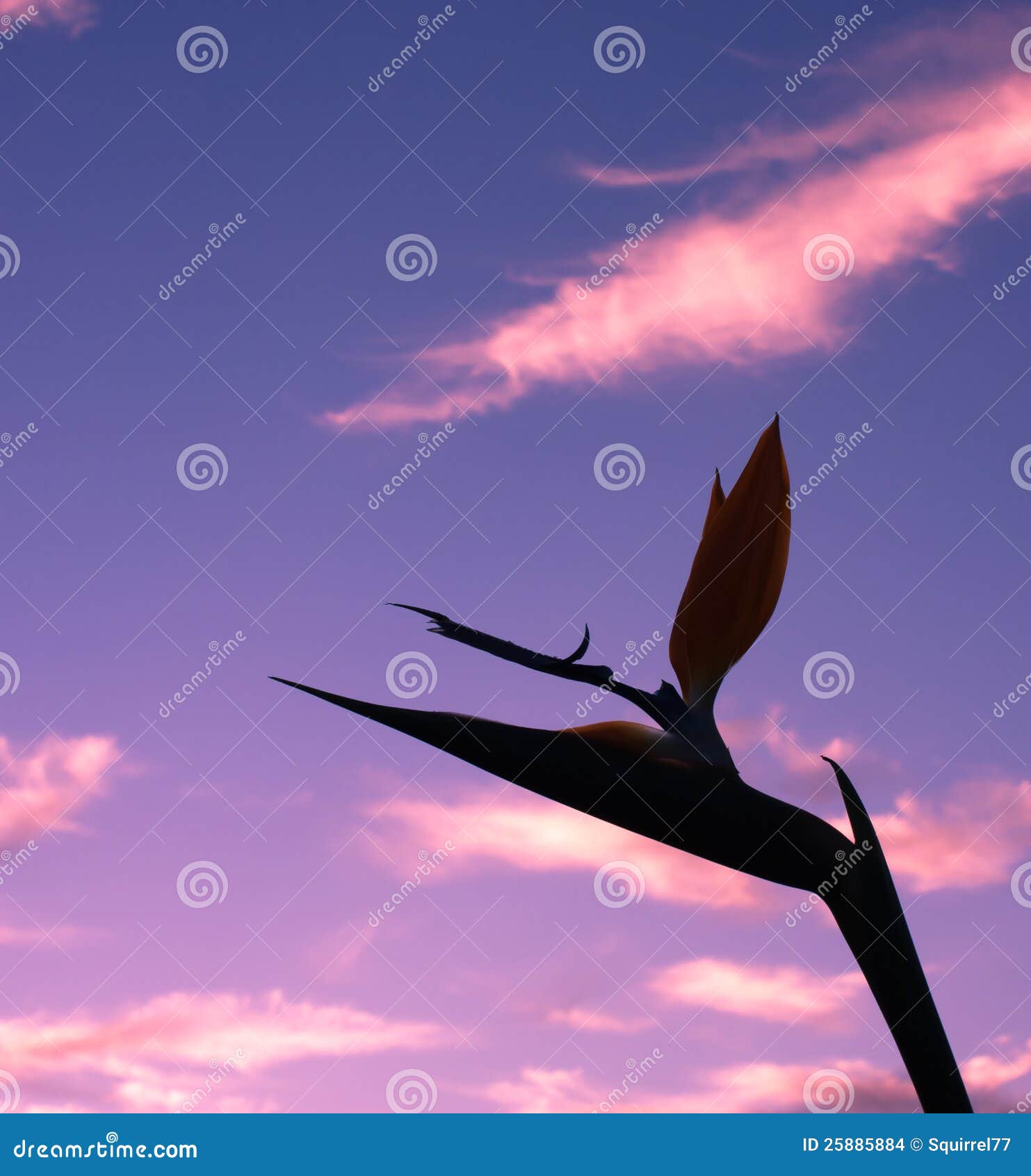 Het Silhouet Van De Bloem Van De Paradijsvogel Stock Foto - Image of ...