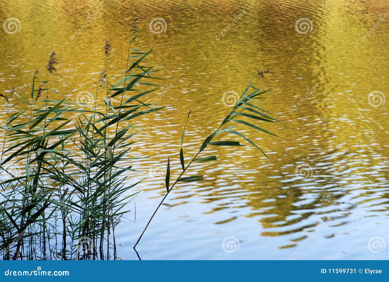 Het silhouet van het riet stock afbeelding. Image of harmonie - 11599731