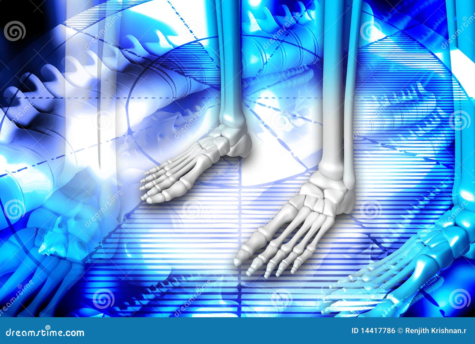 Het skelet van de voet stock illustratie. Illustration of biologie ...