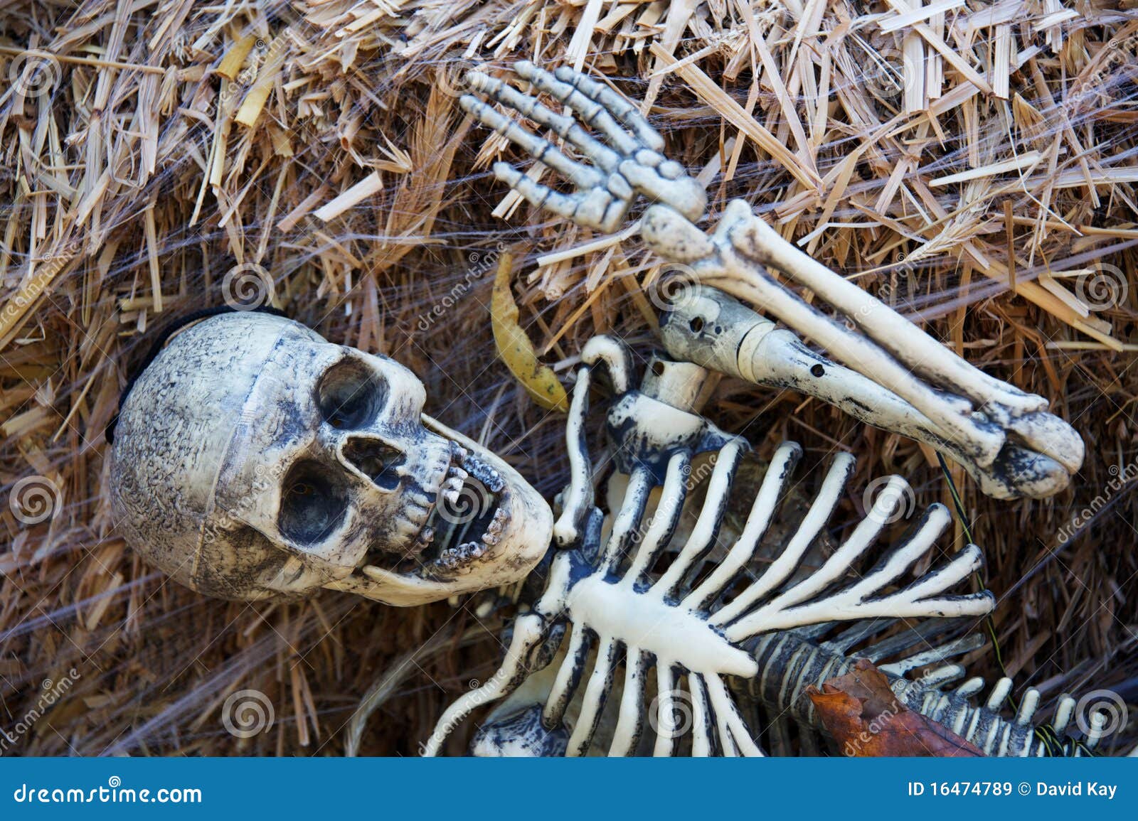 Het Skelet van Halloween stock afbeelding. Image of gotisch - 16474789