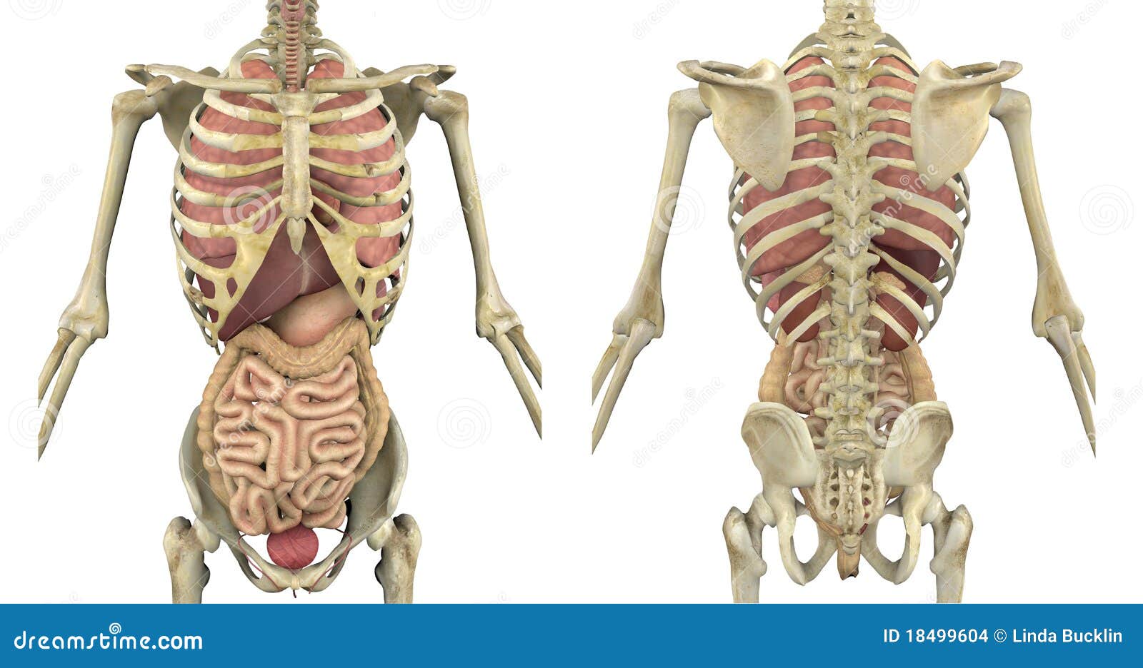 Het Skelet Van Het Torso Met Interne Organen Stock Illustratie ...