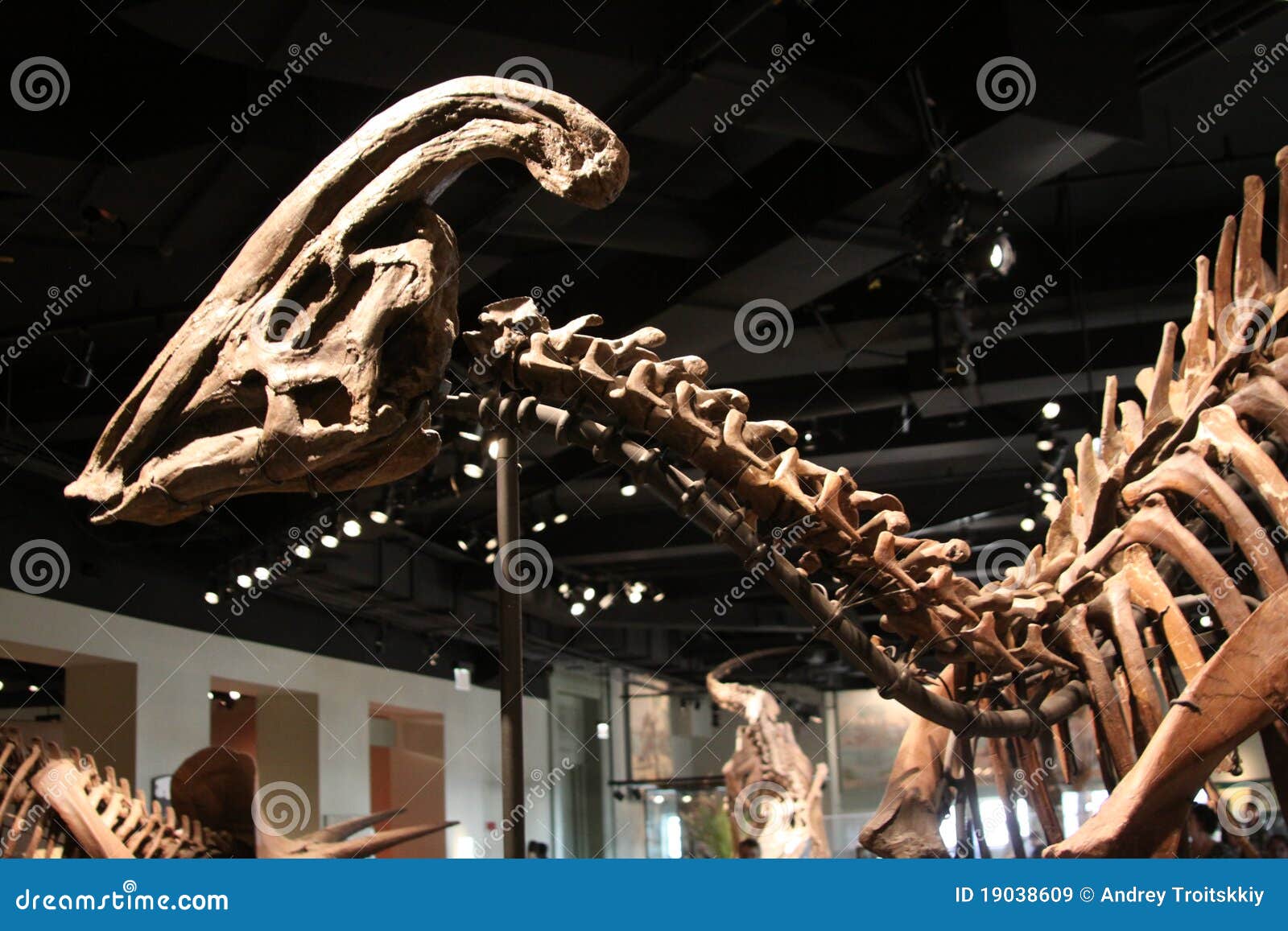 Skelet Van Parasaurolophus Parasaurolophus Dinosaur Sketch. Paleont