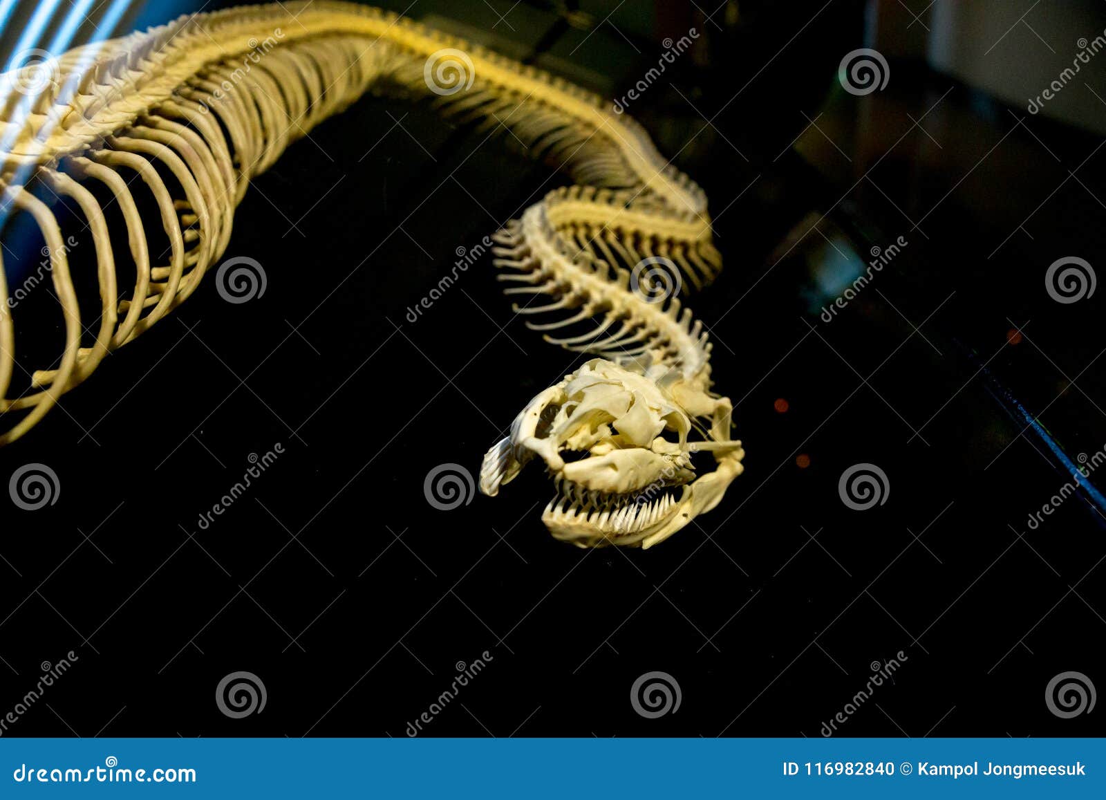 Het Skelet Van Slang Op De Achterachtergrond Stock Foto - Image of room ...