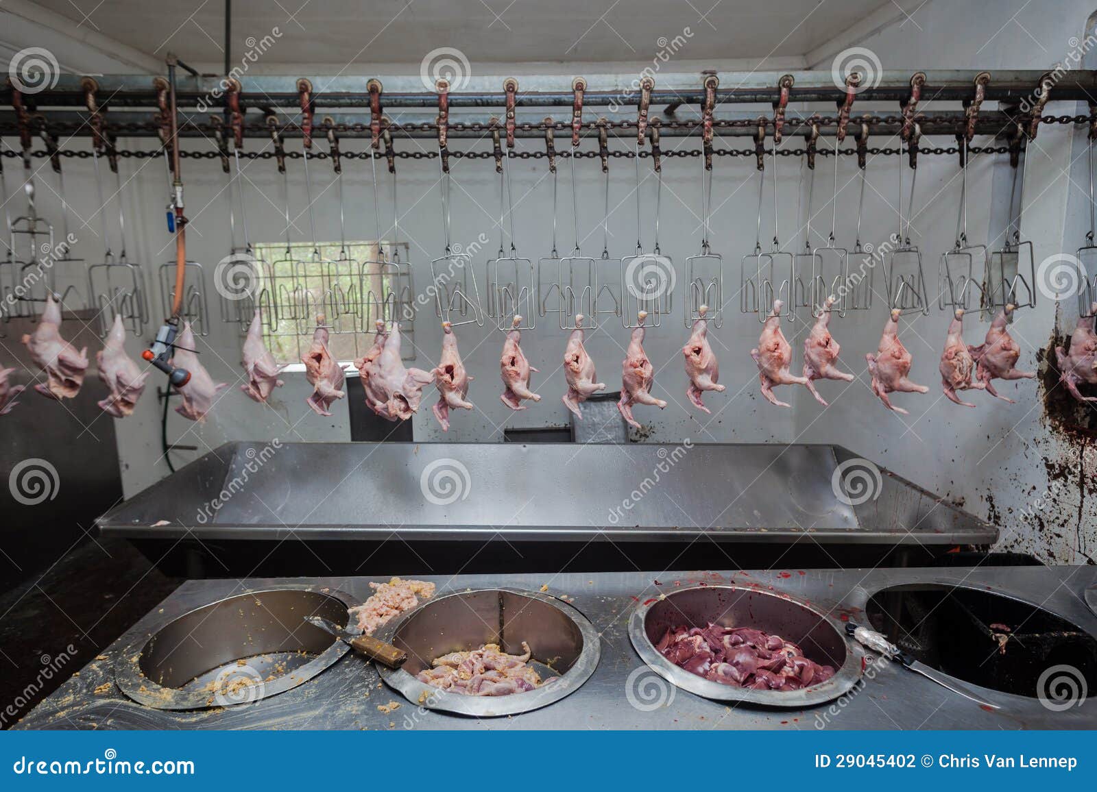 Het Slachthuis Van De Halzen Van De Levers Van Kippen Stock Foto ...