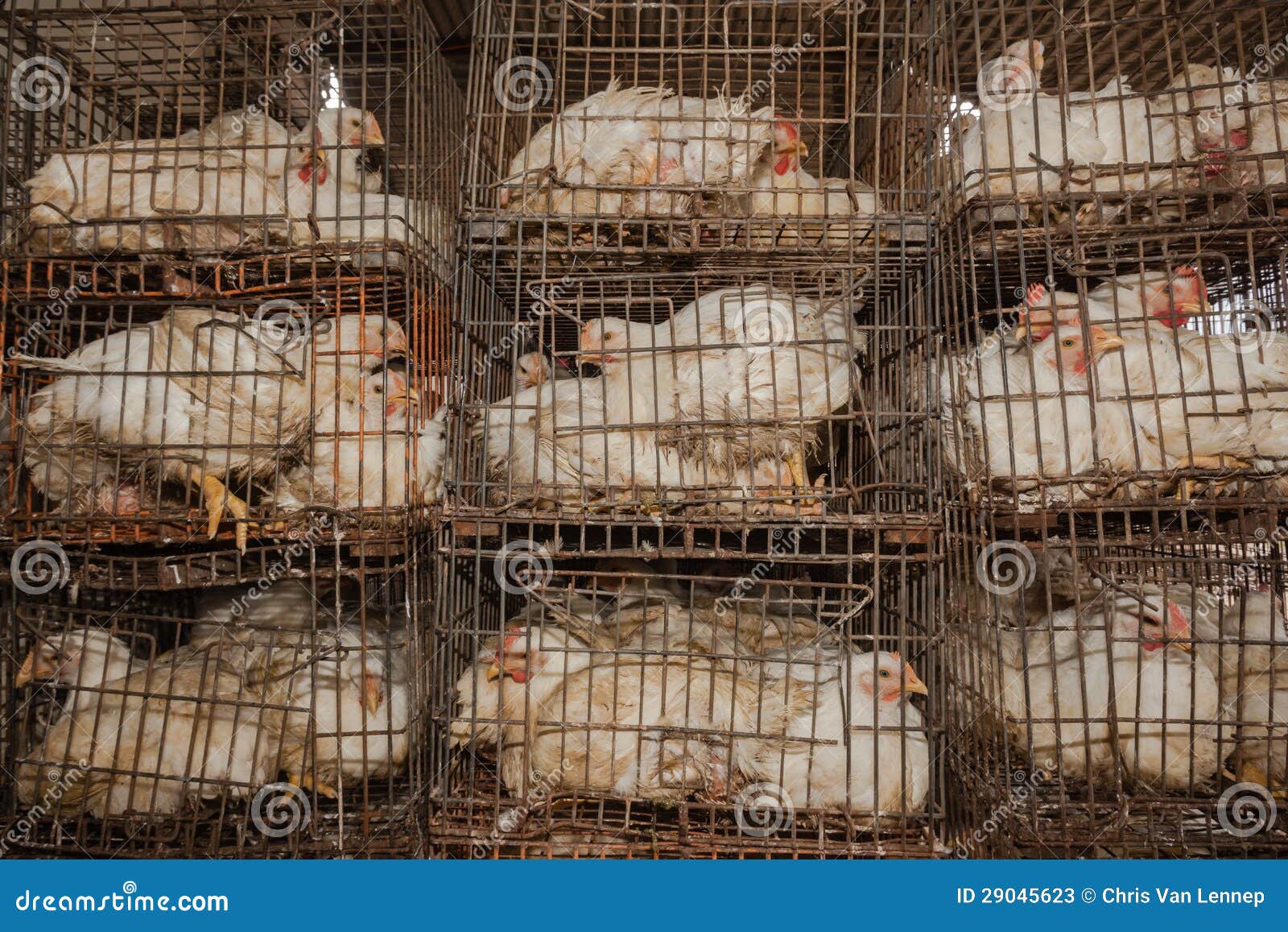 Het Slachthuis Van De Kooien Van Kippen Stock Afbeelding - Image of ...