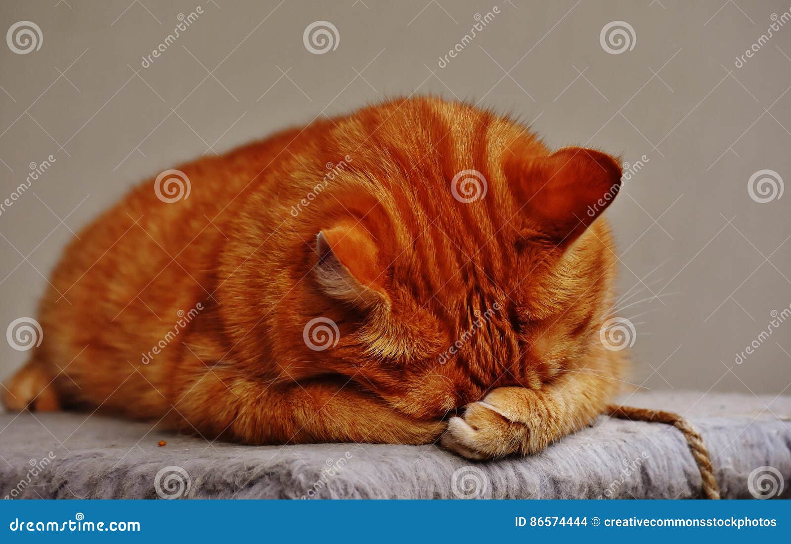 Het Slapen Binnenlandse Kat Picture. Image: 86574444