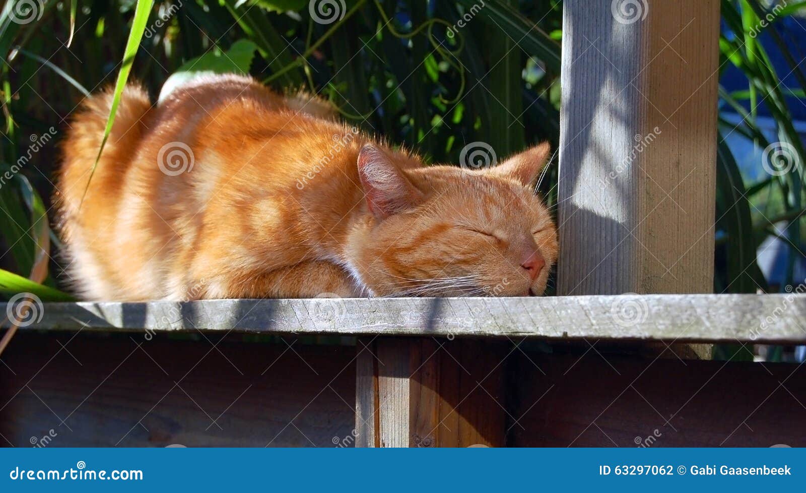 Het Slapen Rode Kat Op De Omheining Stock Foto - Image of ogen ...