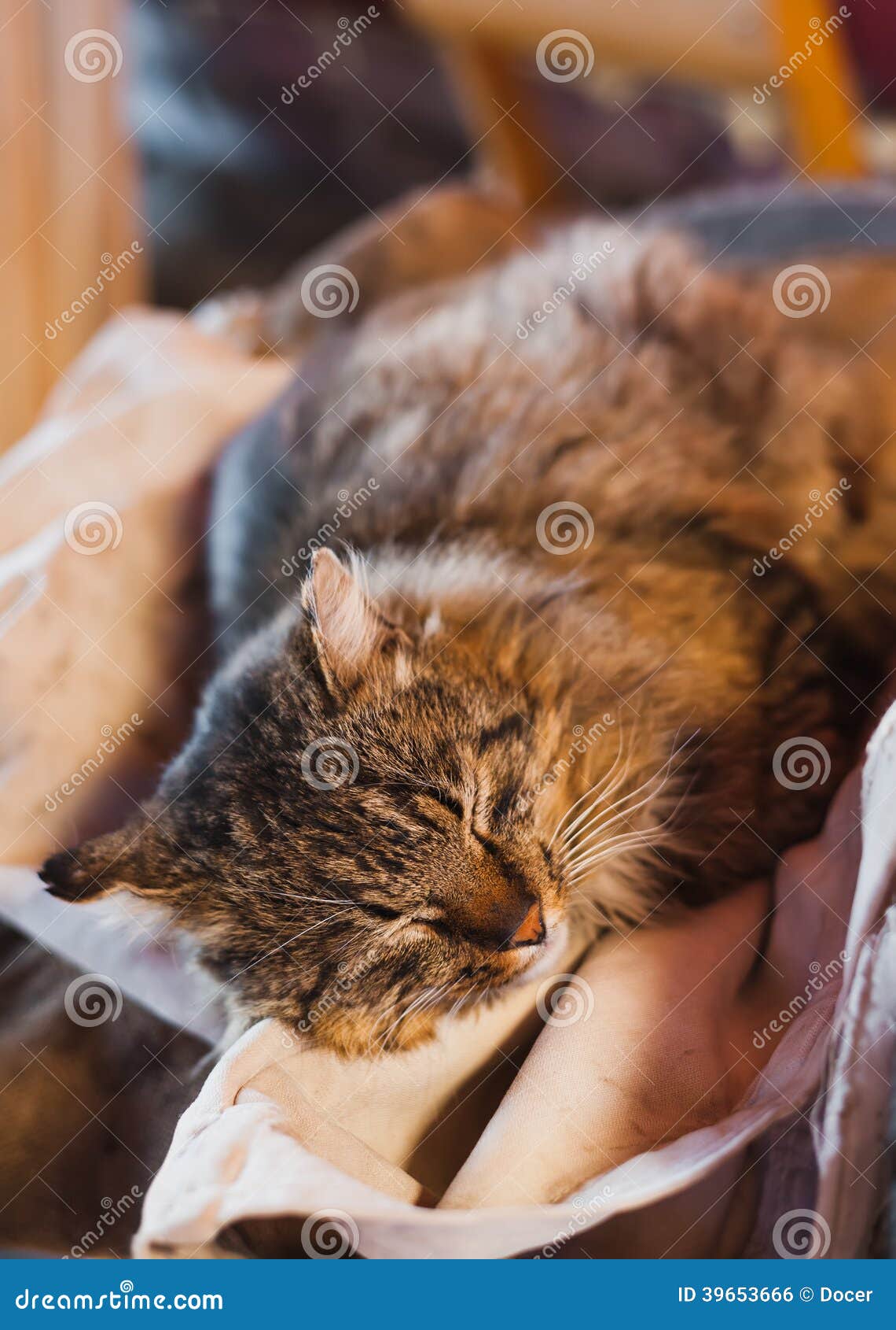 Het Slapen Stille Harige Kat Stock Foto - Image of bakkebaard, groot ...