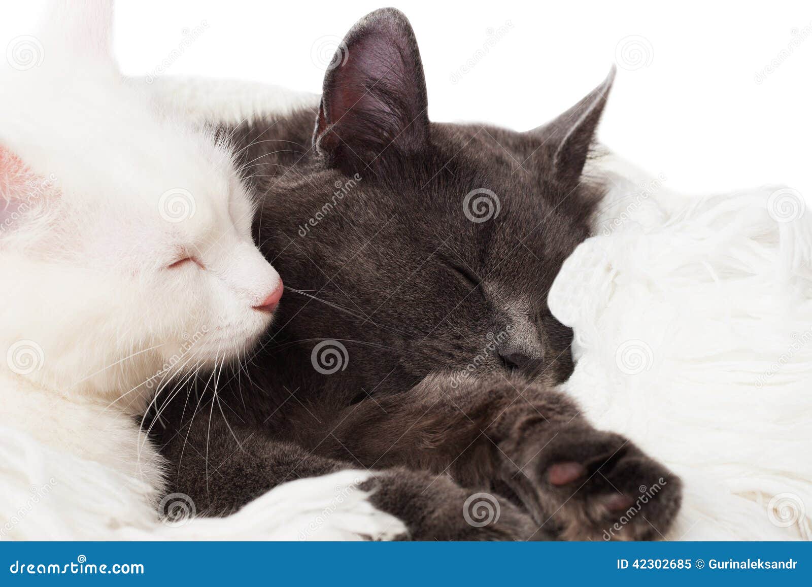 Het Slapen van twee Katten stock afbeelding. Image of slaap - 42302685