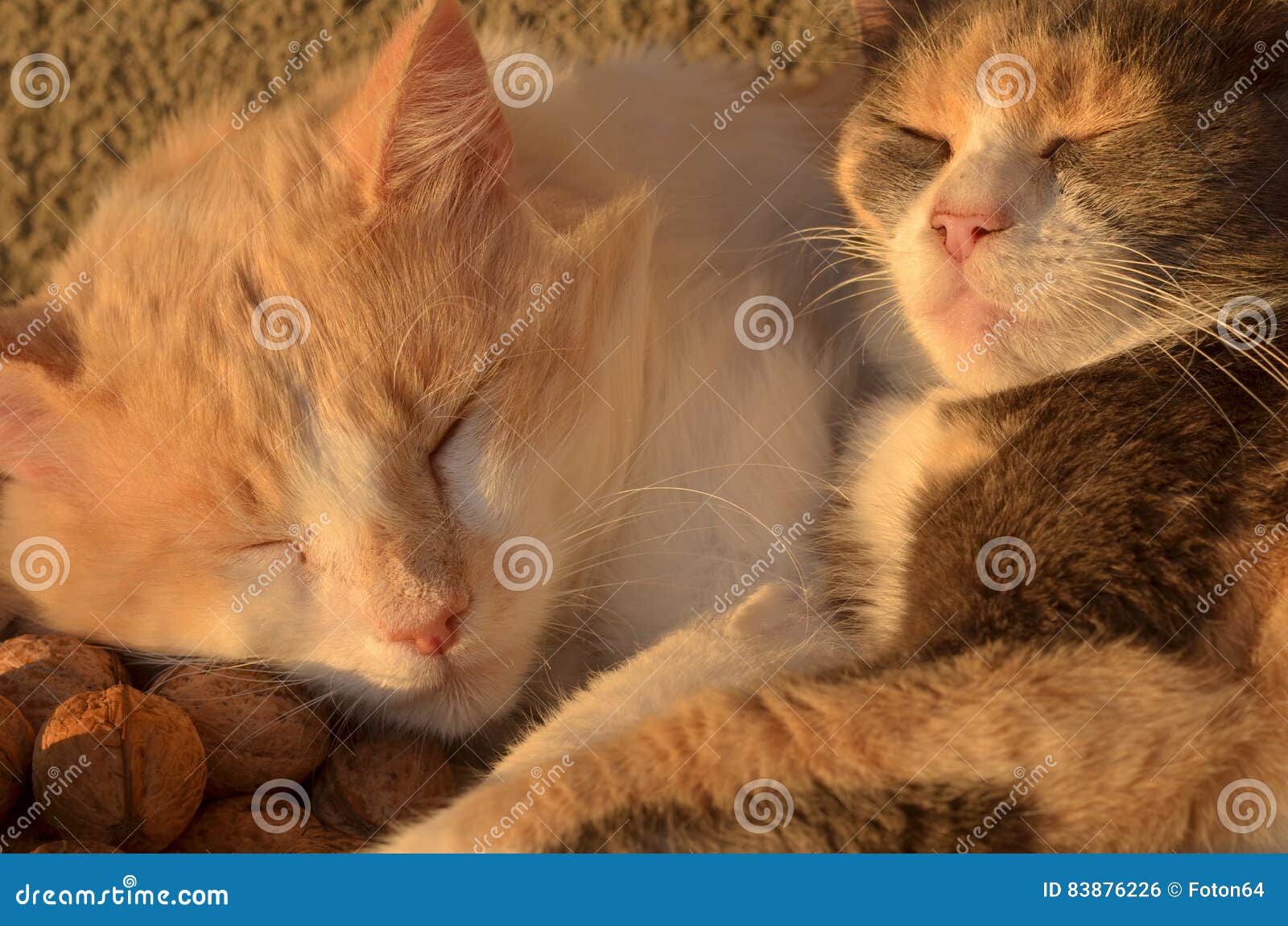 Het Slapen van twee Katten stock foto. Image of leuk - 83876226