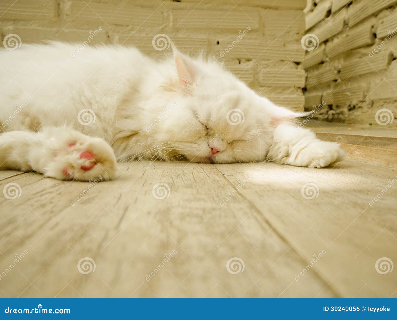 Het slapen witte kat stock foto. Image of leuk, zoet - 39240056