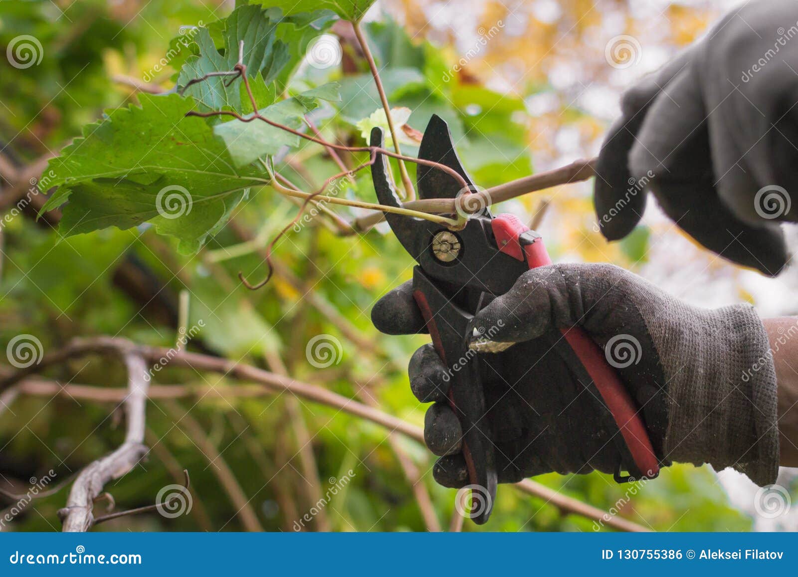 Het Snoeien Van De Wijnstok Stock Foto - Image of bladeren, lente ...