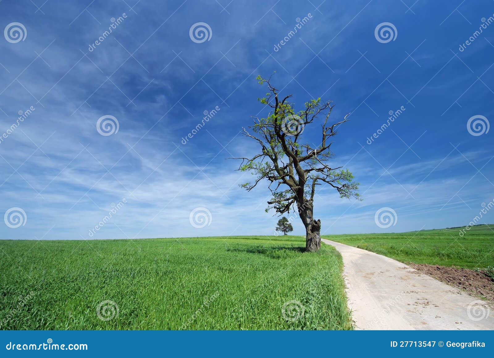 Het Solitaire Oude Eiken Boom Groeien Langs De Weg Stock Afbeelding ...