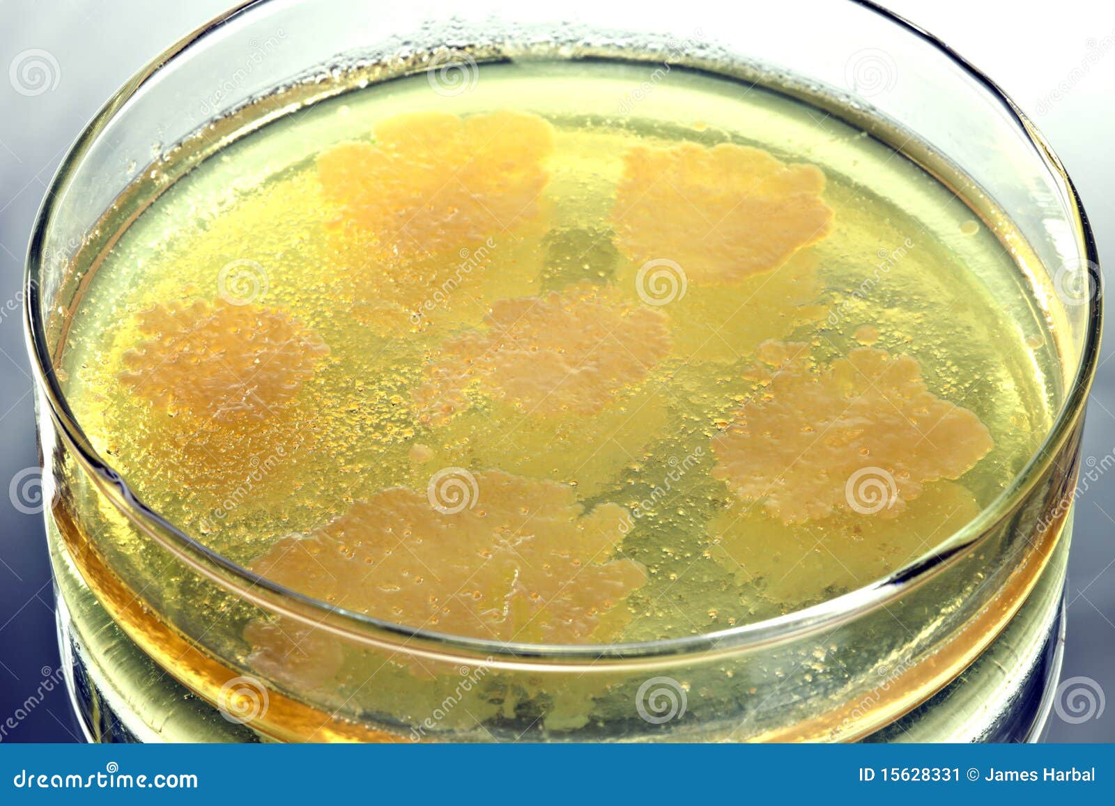 Het Specimen Van De Petrischaal Stock Afbeelding - Image of cellen, gekleurd: 15628331
