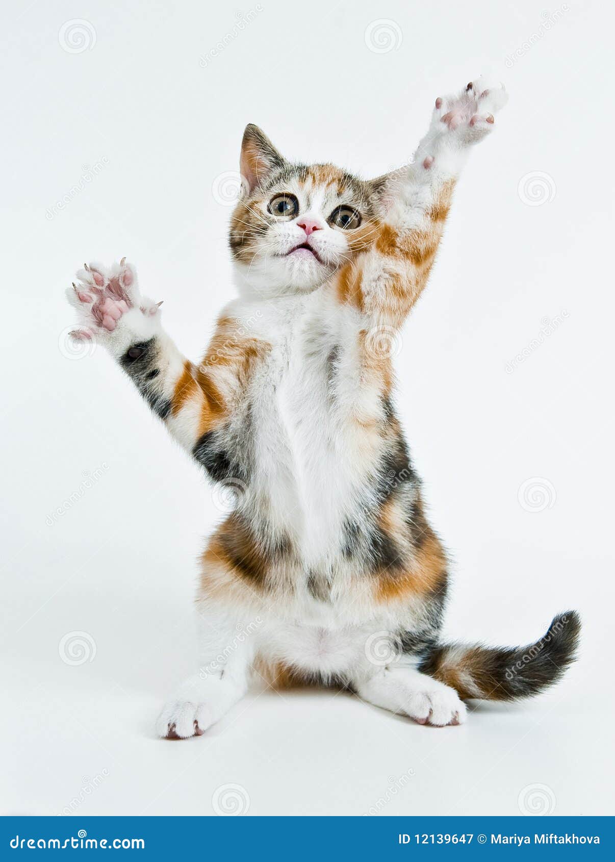 Het spelen katje. stock afbeelding. Image of nieuwsgierigheid - 12139647