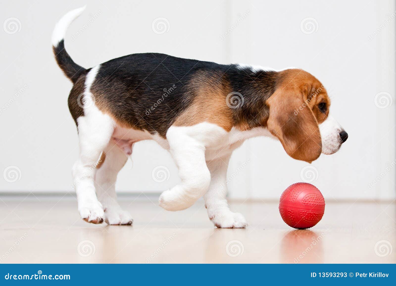 Het Spelen Van De Hond Met Bal Stock Afbeelding - Image of leugen ...