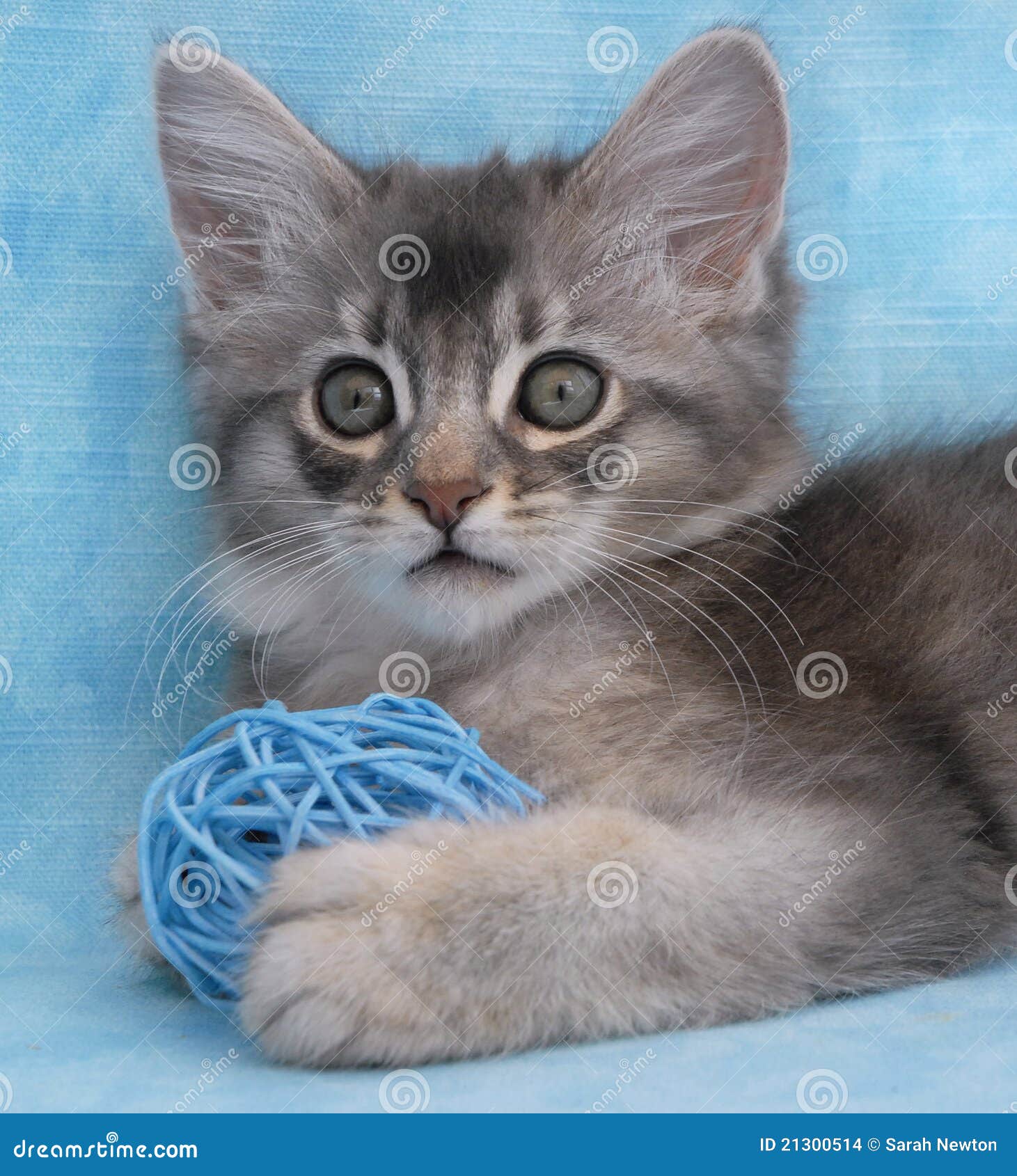 Het Spelen Van Het Katje Met Een Bal Stock Foto - Image of rijs, zilver ...