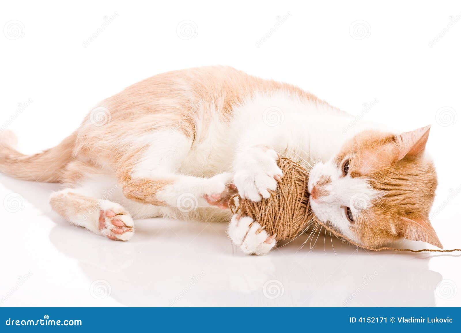 Het Spelen Van Het Katje Met Wolbal Stock Afbeelding - Image of ...