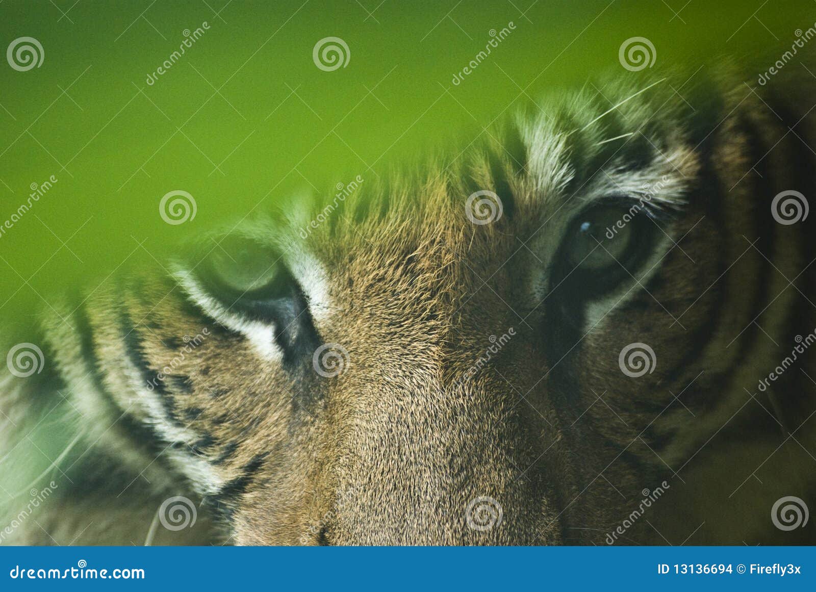 Het Spioneren Van De Tijger Stock Foto - Image of spionage, uitziend ...