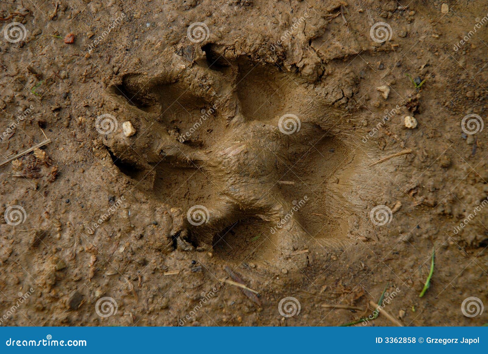 Het Spoor Van Honden Op Modder Stock Foto - Image of wild, klauw: 3362858
