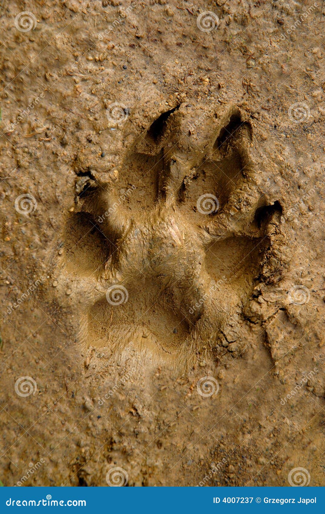 Het Spoor Van Honden Op Modder Stock Afbeelding - Image of geur, dier ...