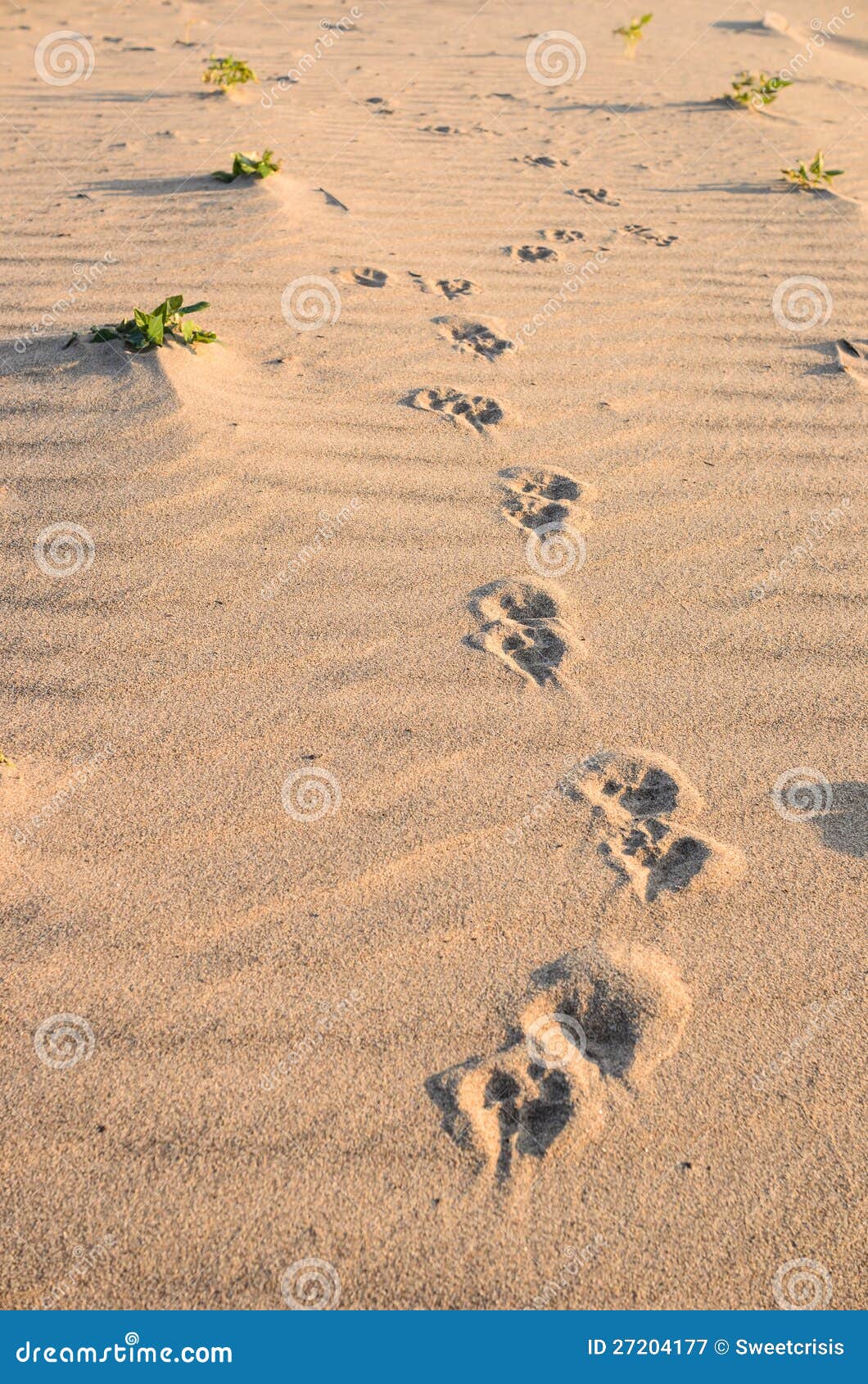Het Spoor Van Honden in Zand Stock Afbeelding - Image of poot ...