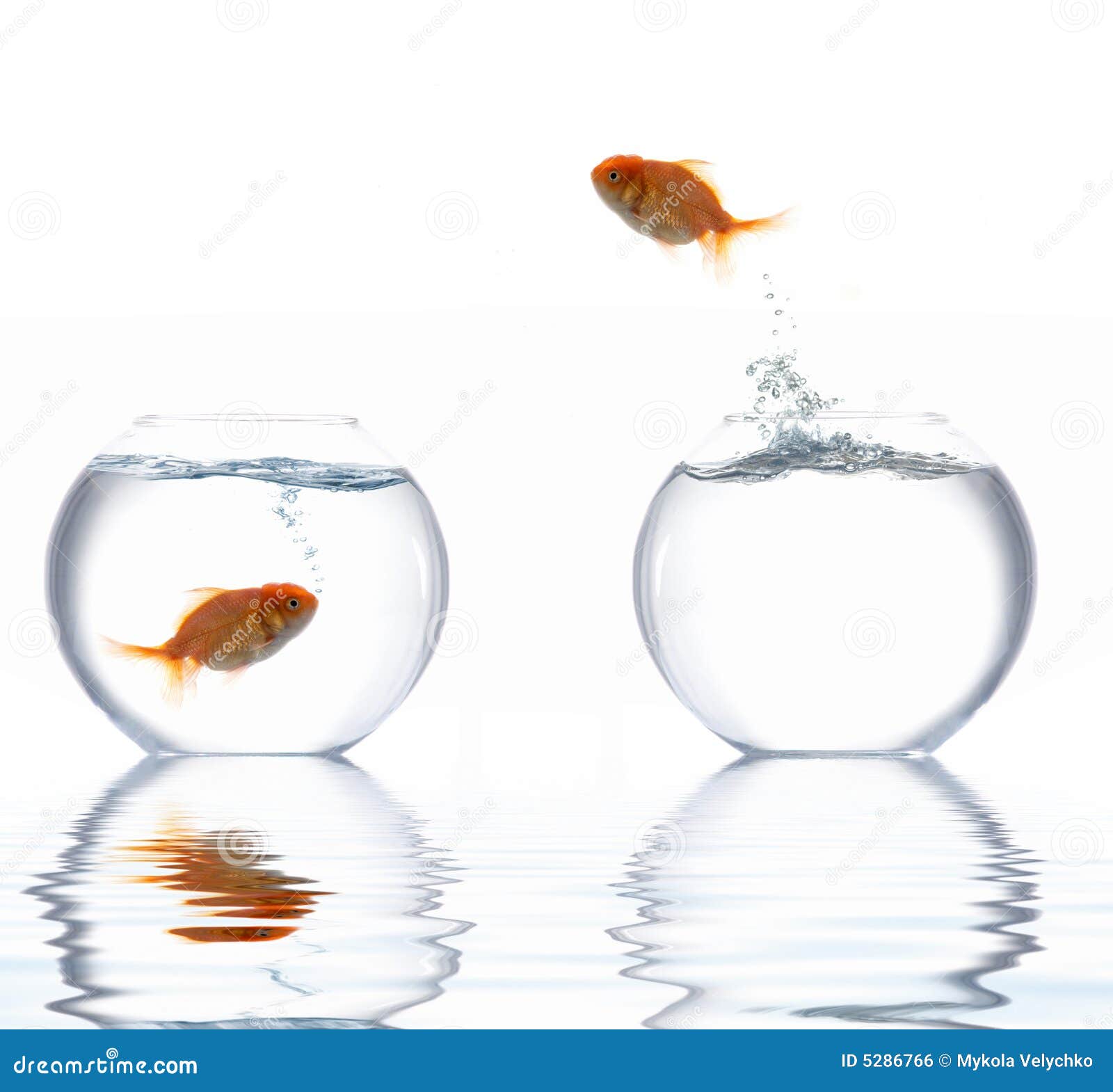 Het Springen Gouden Vissen I Stock Foto - Image of motie, goudvis: 5286766