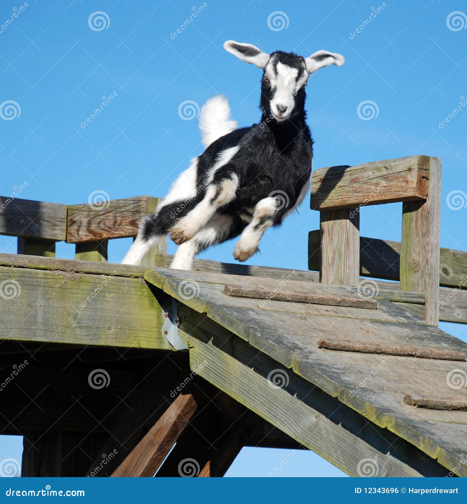 Het Springen Het Jonge Geitje Van De Geit Stock Foto - Image of ...